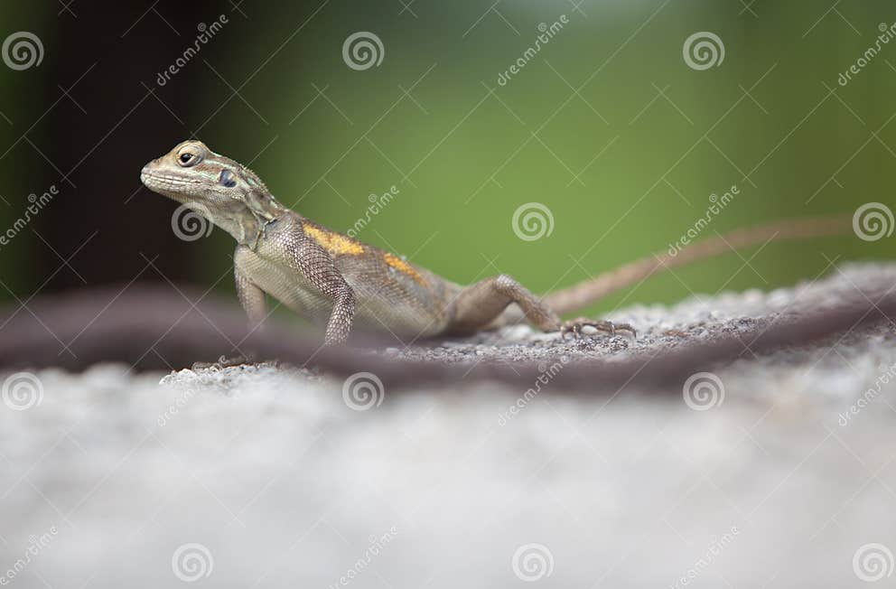 Agama lizard Nigeria stock photo. Image of harcourt, easy - 27177758
