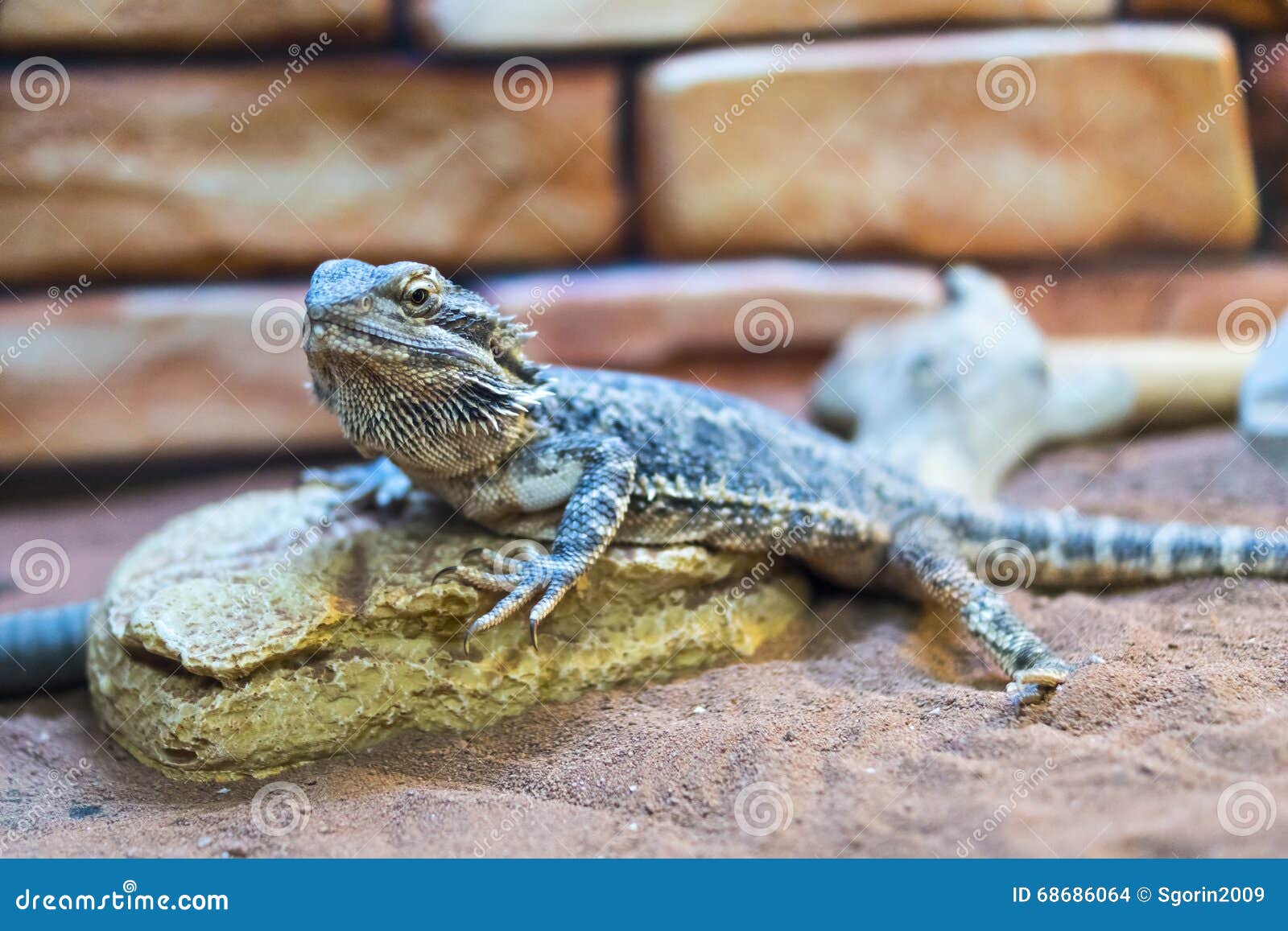 Agama lizard stock photo. Image of detail, vertebrate - 68686064
