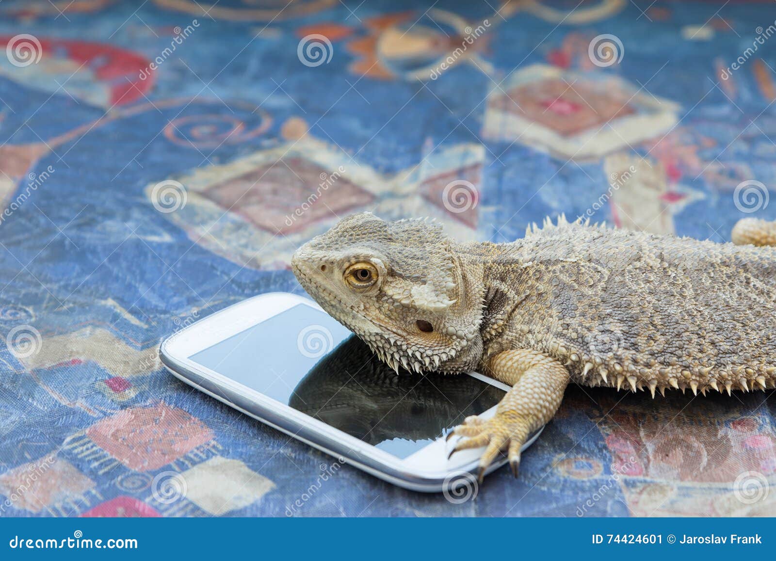 Agama Lizard with Smart Phone Stock Image - Image of animals, light ...