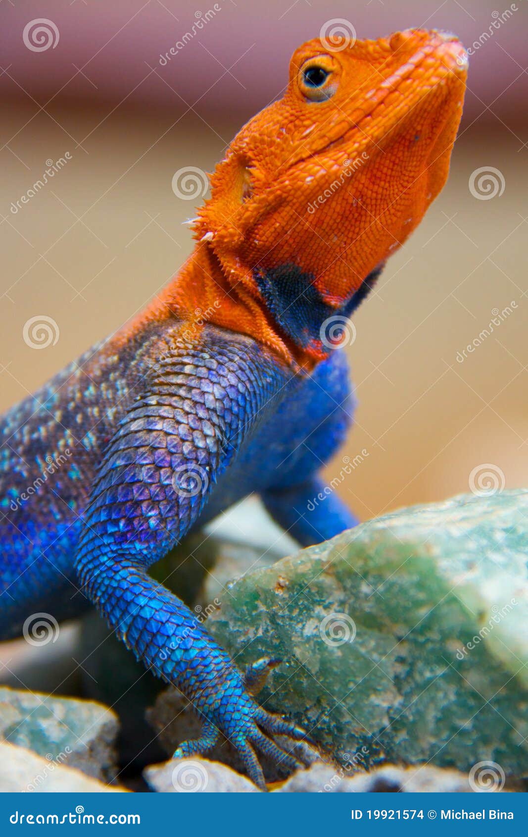 Agama Lizard Standing Tall stock photo. Image of agama - 19921574