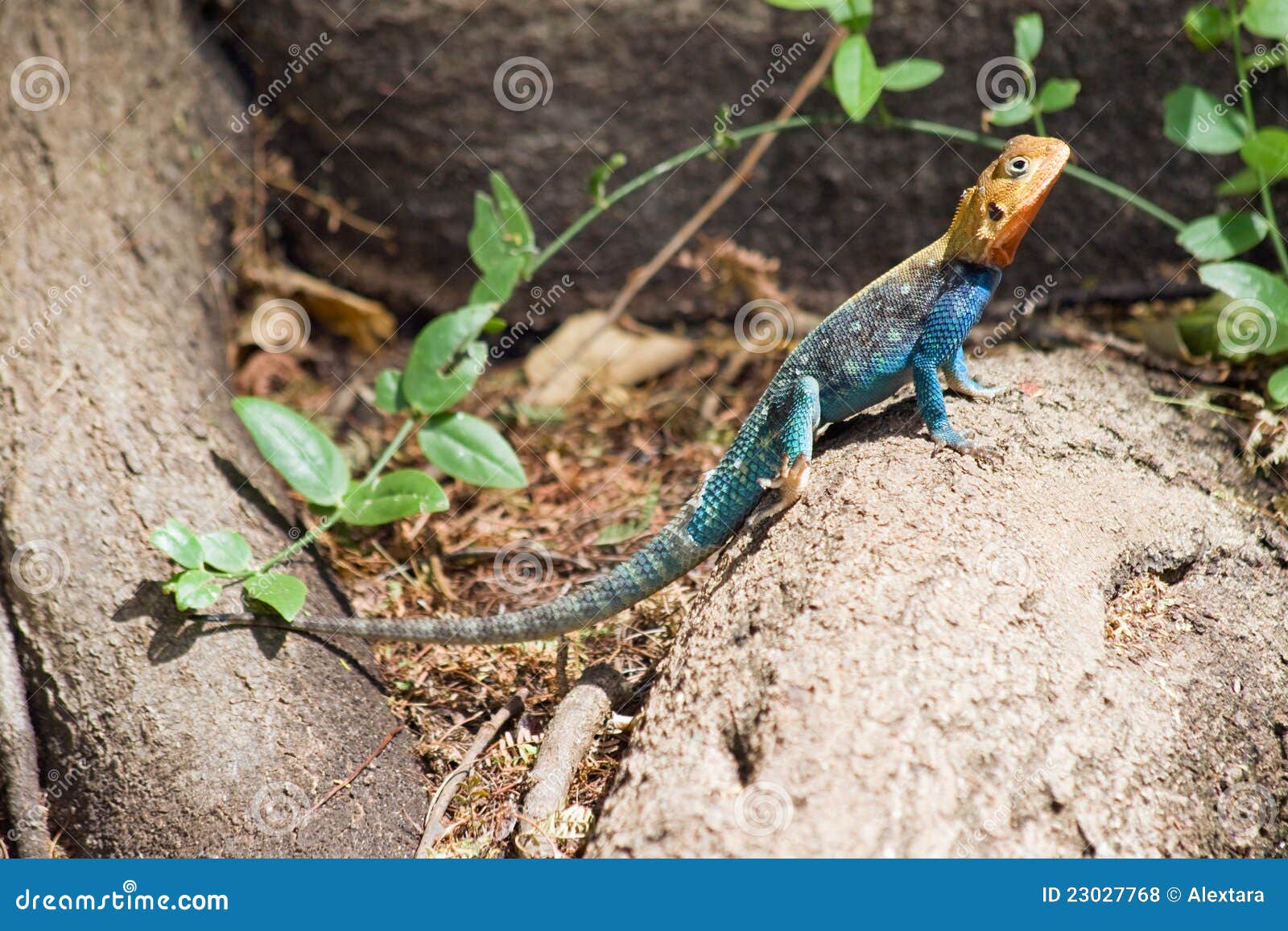 Agame (Agamidae) stock photo. Image of purple, nature - 23027768