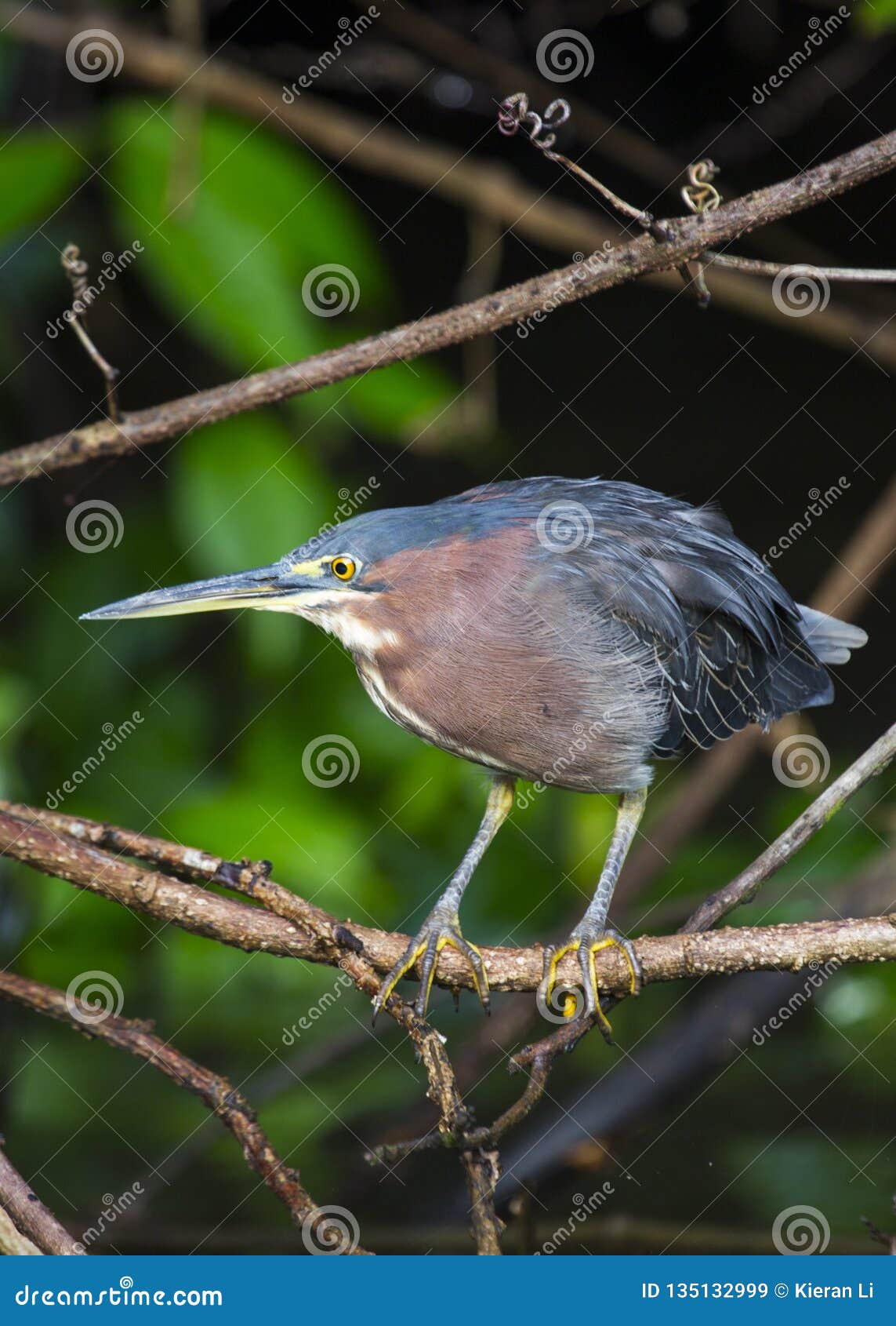 Agami De Agamia De La Garza De Agami Imagen de archivo - Imagen de ...