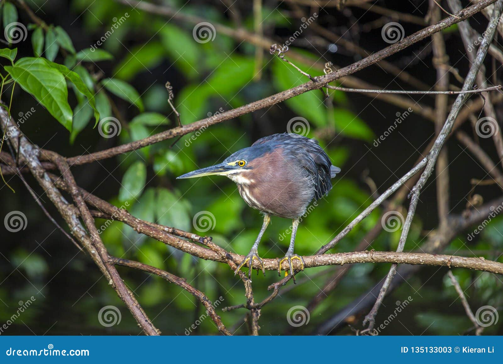 Agami De Agamia De La Garza De Agami Imagen de archivo - Imagen de ...