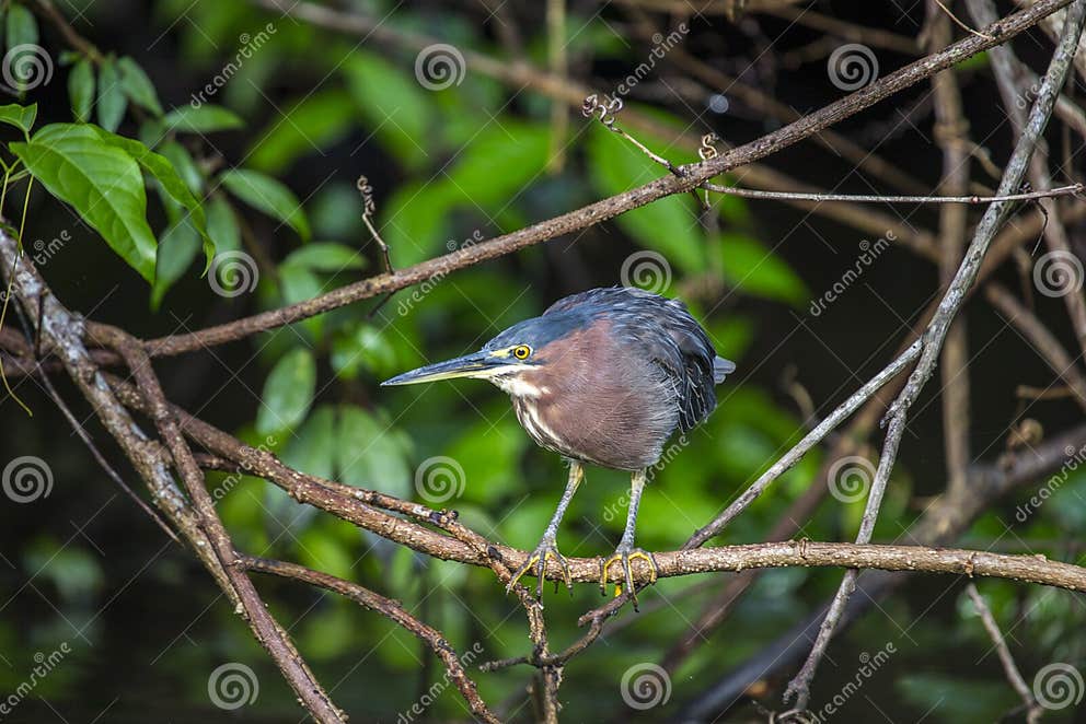 Agami De Agamia De La Garza De Agami Imagen de archivo - Imagen de ...