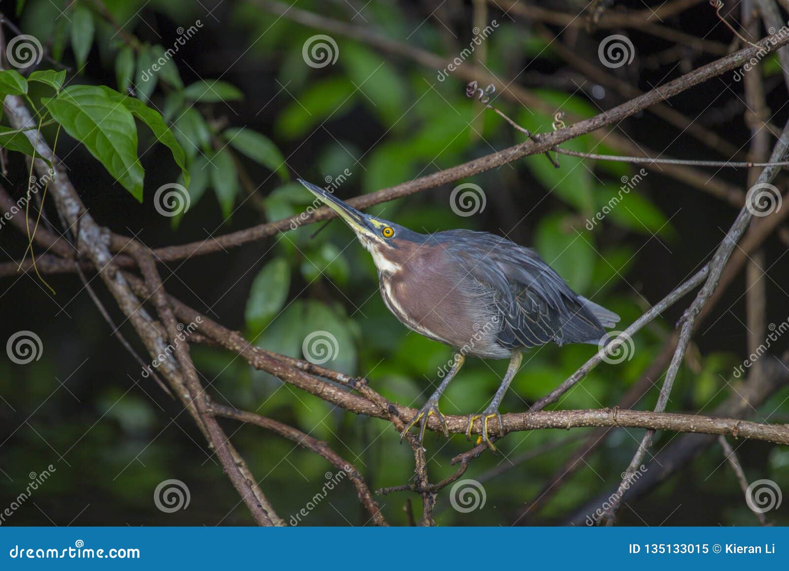 Agami De Agamia De La Garza De Agami Imagen de archivo - Imagen de raro ...