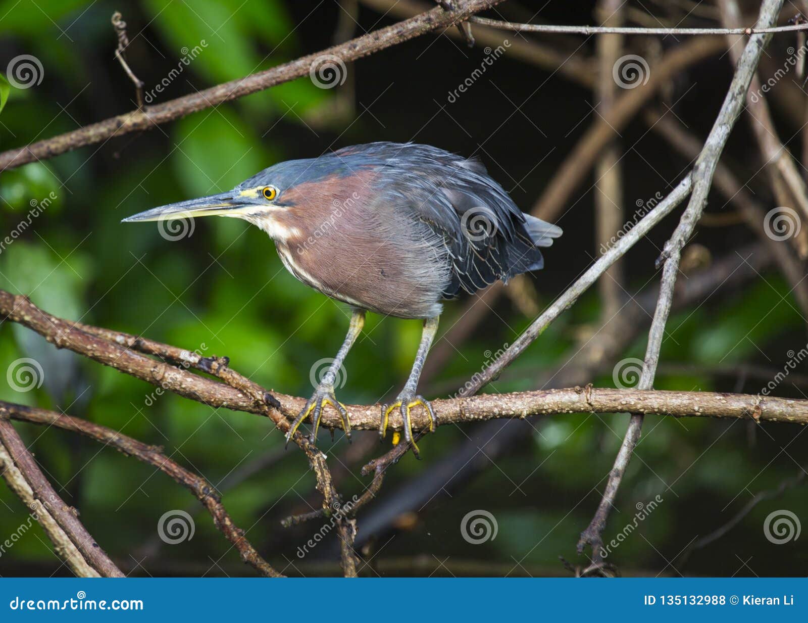 Agami Heron Agamia agami stock photo. Image of feed - 135132988