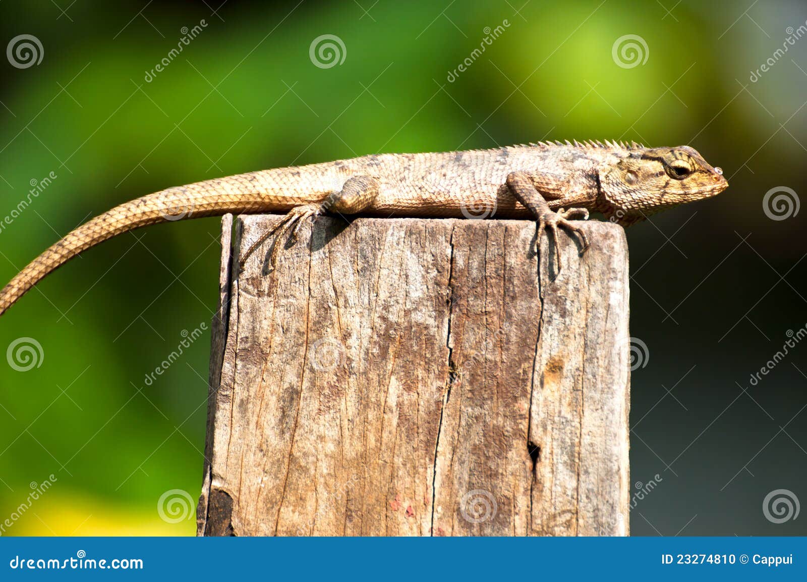 Agamidae stock photo. Image of animal, large, stub, reptile - 23274810