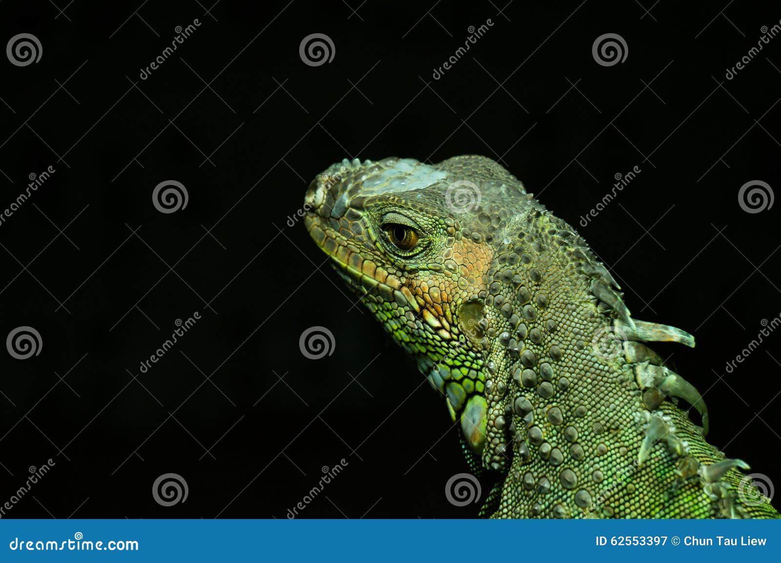 Agamidae imagem de stock. Imagem de colorido, besta, erro - 62553397