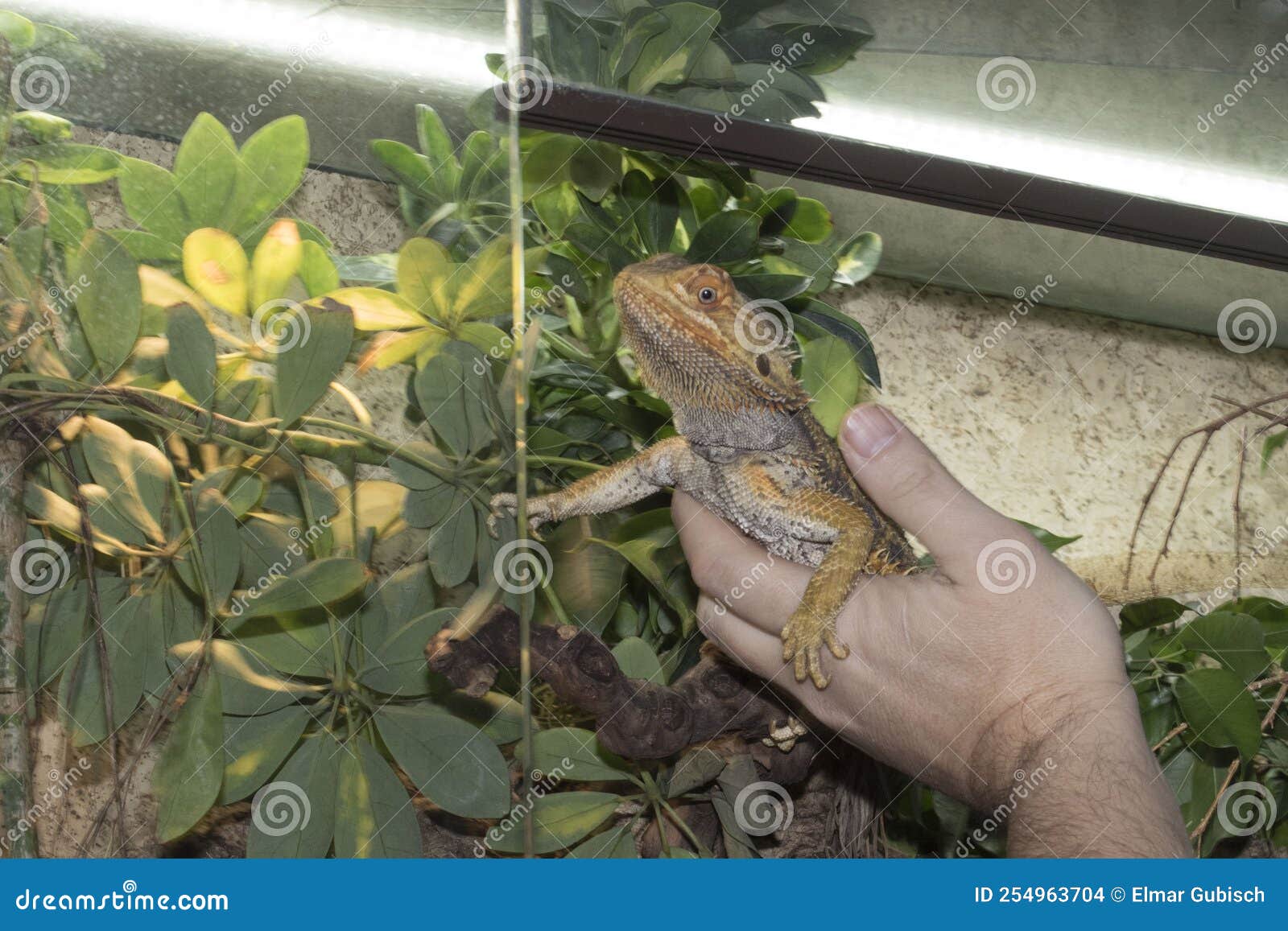 Agamidae A Species Of Iguana Lizards Royalty-Free Stock Image ...
