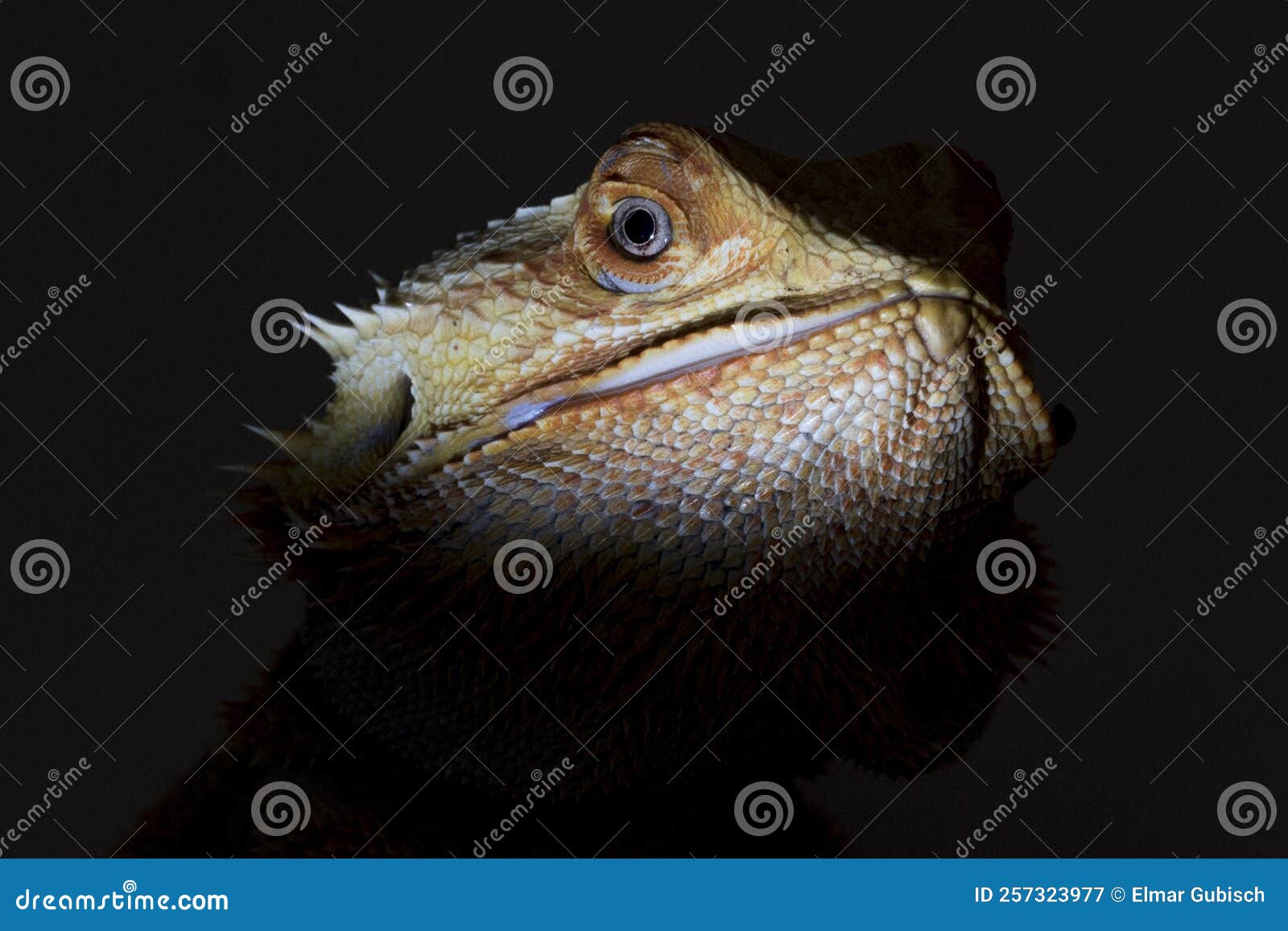 Agamidae A Species Of Iguana Lizards Royalty-Free Stock Image ...