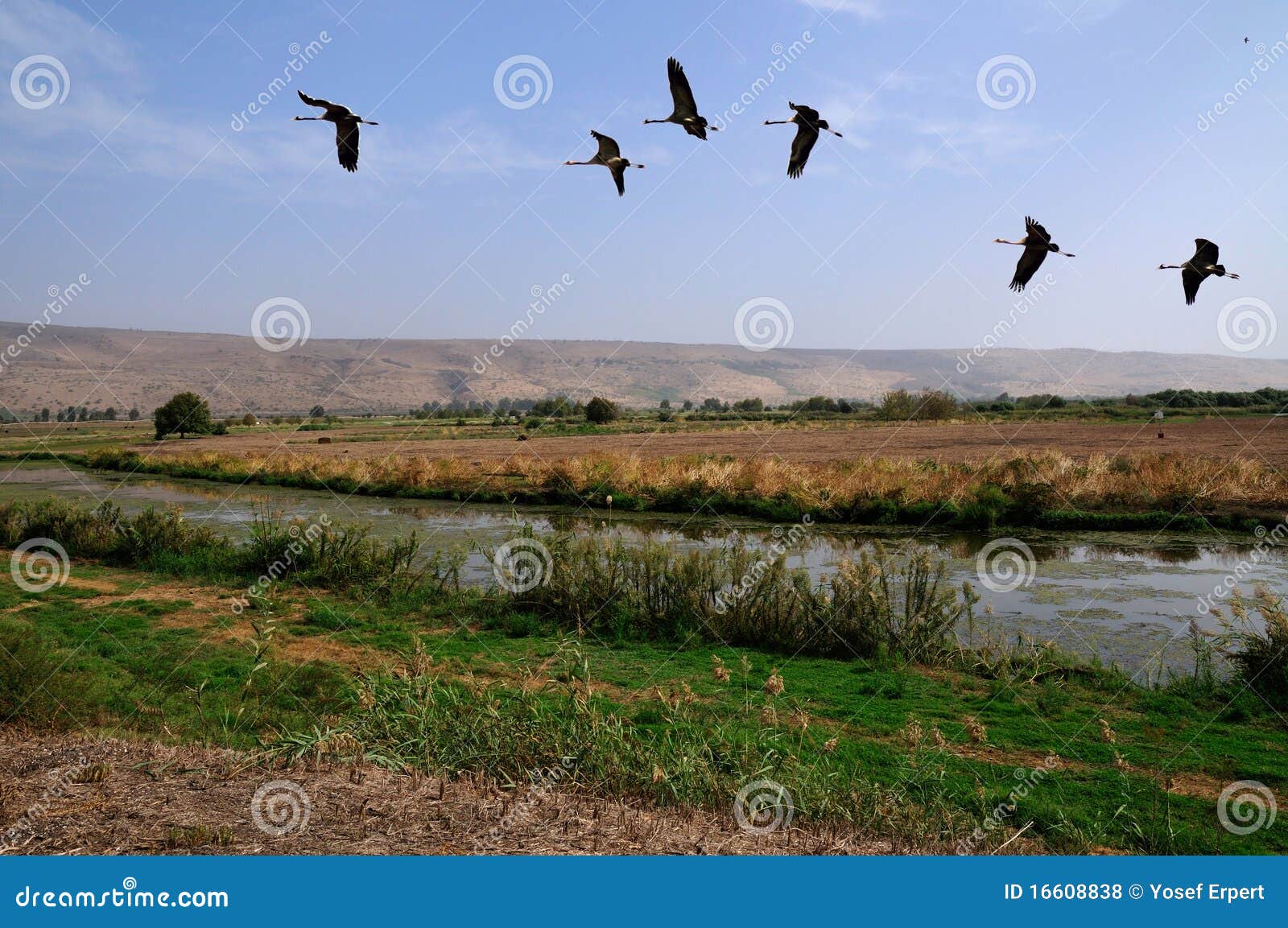 The Agamon Hula stock photo. Image of tourism, hula, nesting - 16608838