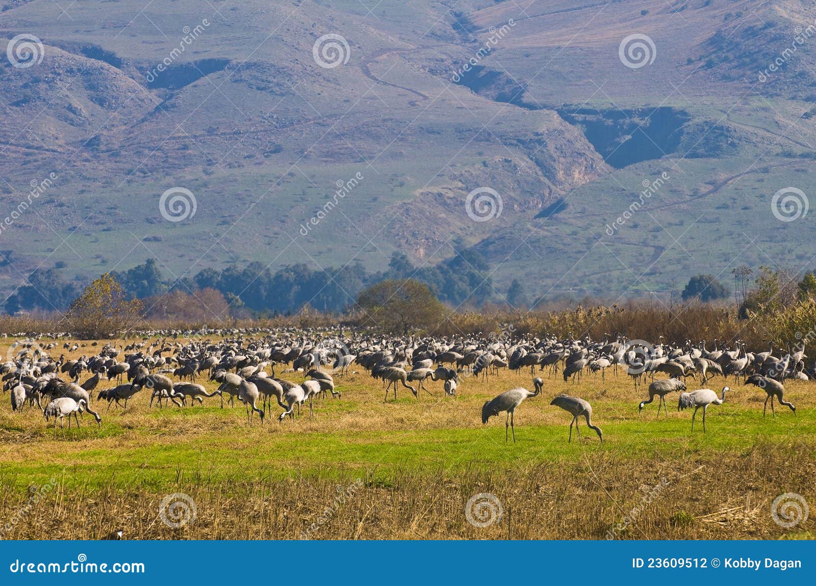 Agamon Hula stock photo. Image of birds, mountain, hula - 23609512
