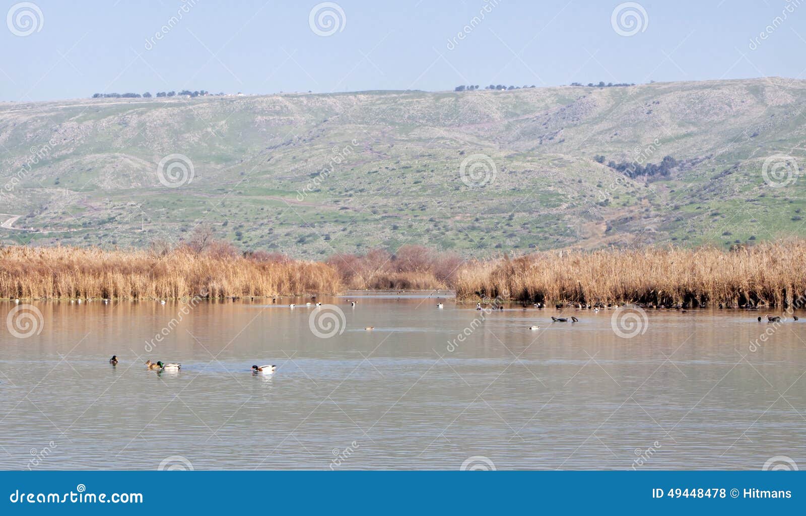 Agamon Hula Bird Refuge, Hula Valley, Israel Stock Photo - Image of ...