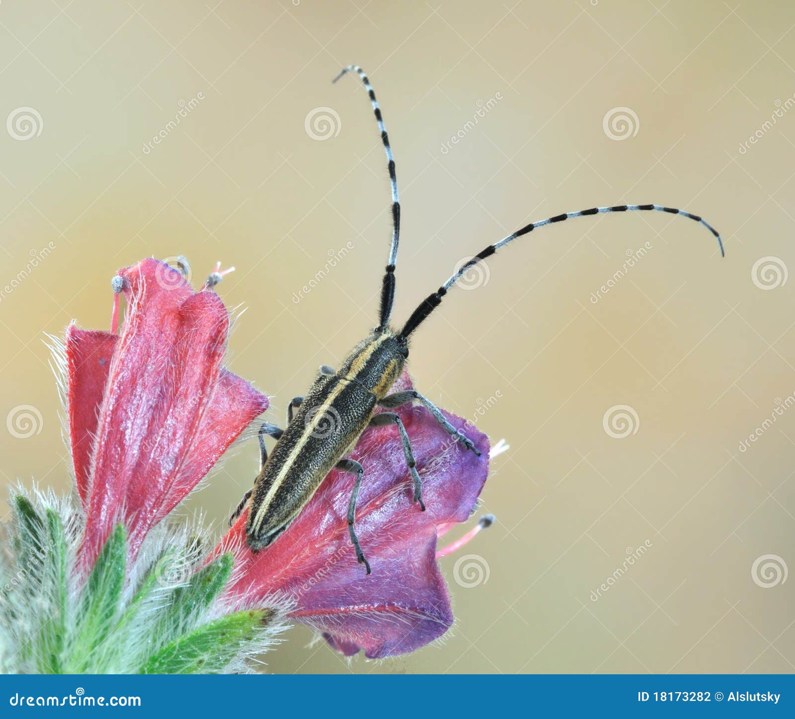 Agapanthia Suturalis (cardui) Stock Photo - Image of single, bright ...