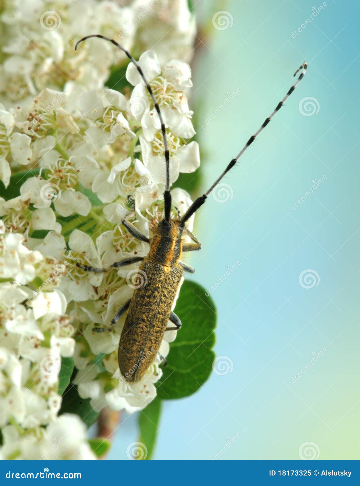 Agapanthia Villosoviridescens Stock Image - Image of nature, macro ...