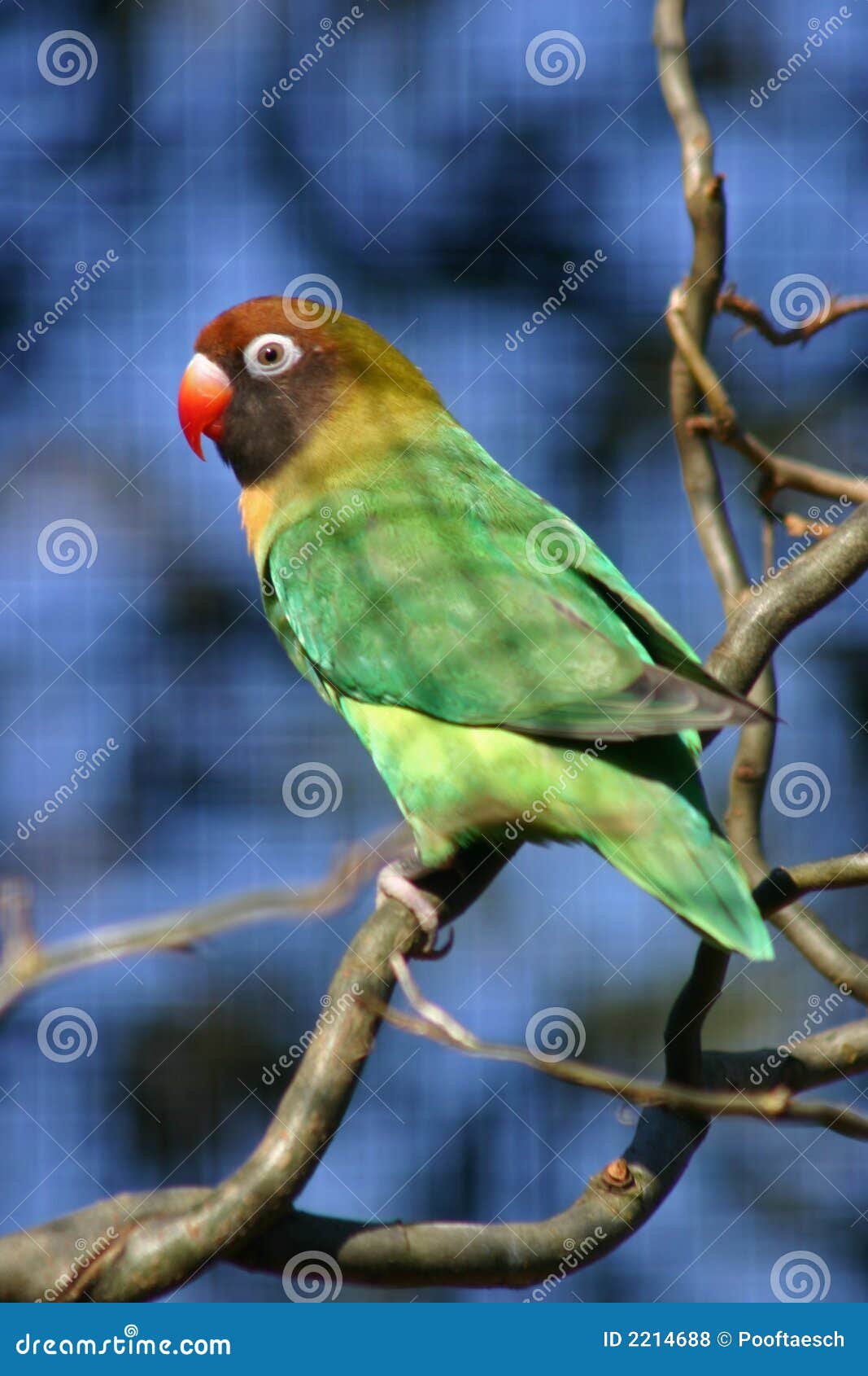 Agapornide stock photo. Image of shade, tree, beak, feather - 2214688