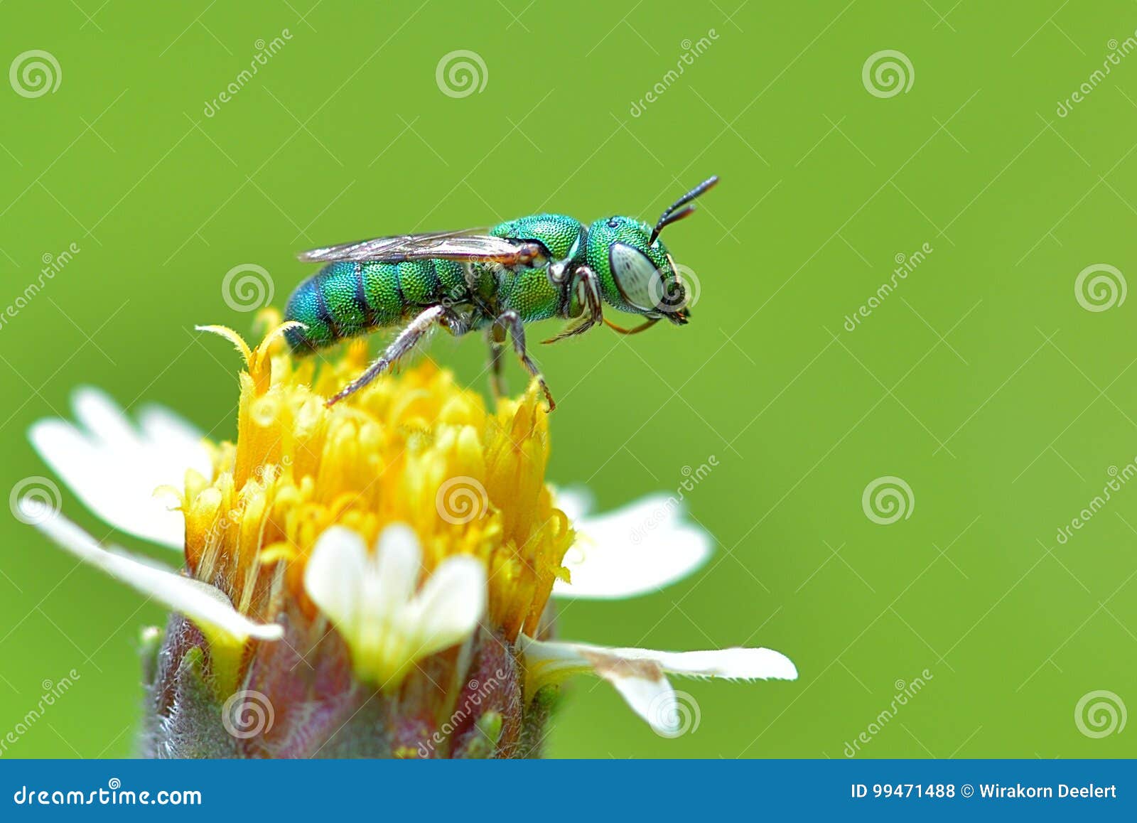 Agapostemon Splendens - Brown Winged Striped Sweat Bee On Tradescantia ...