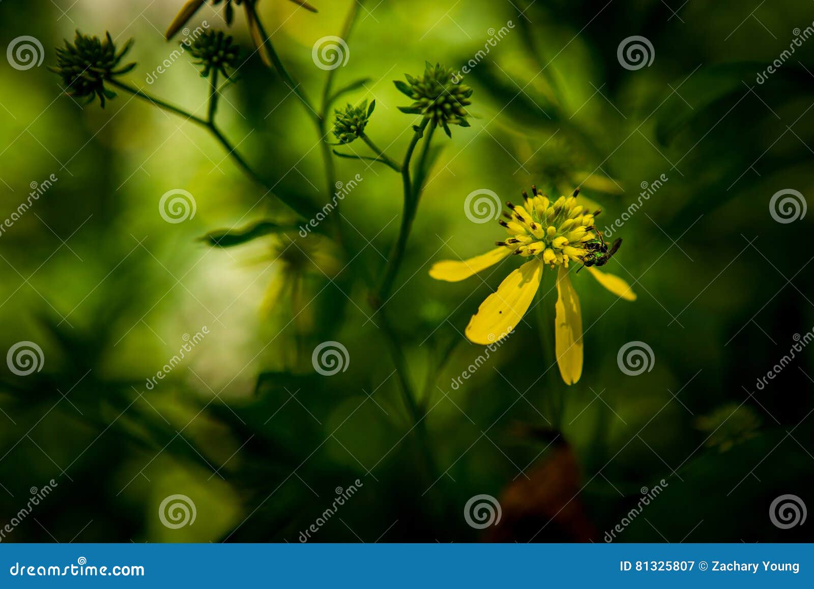 Agapostemon texanus stock image. Image of colorful, daytime - 81325807
