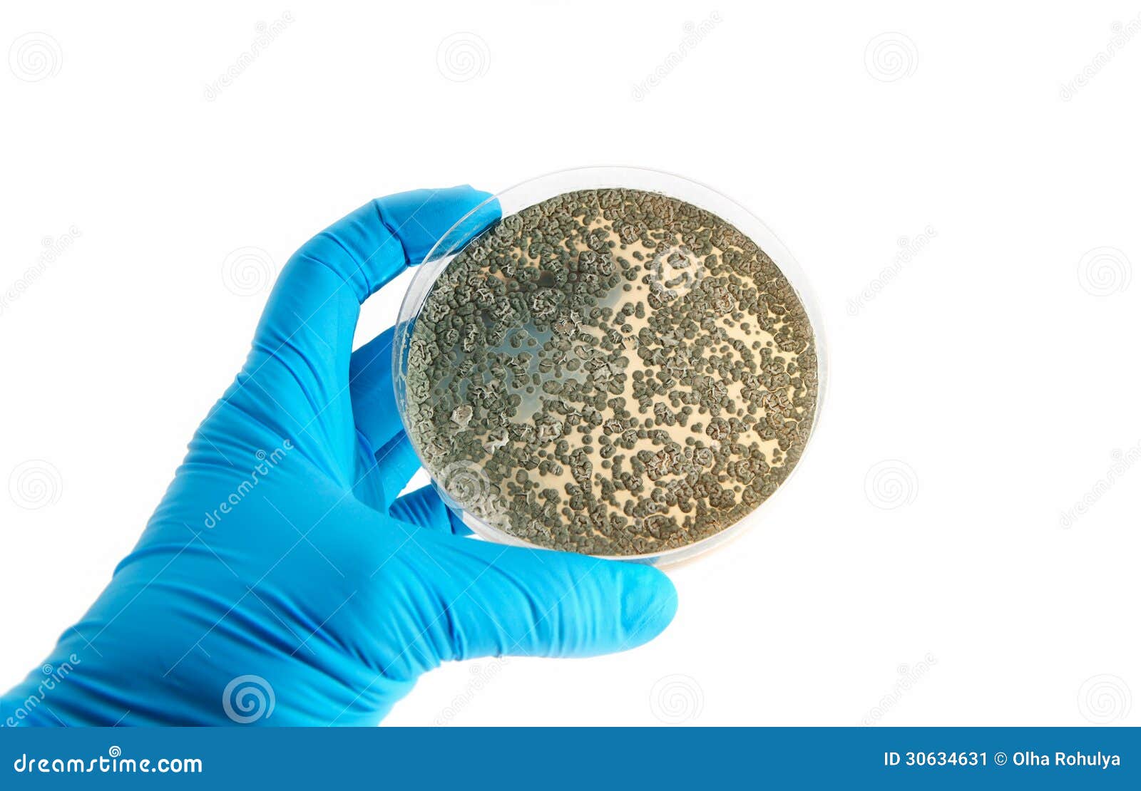 Agar-agarplaat Met Paddestoelenmicro-organismen Stock Afbeelding ...