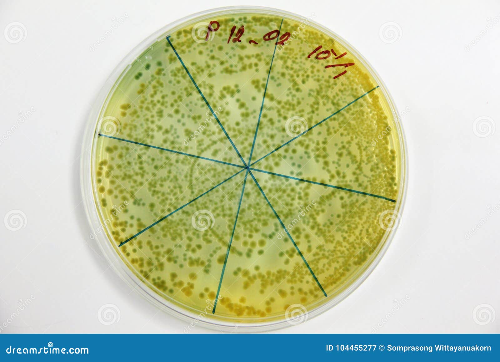 Agar plate stock image. Image of beauty, siamese, multi - 104455277