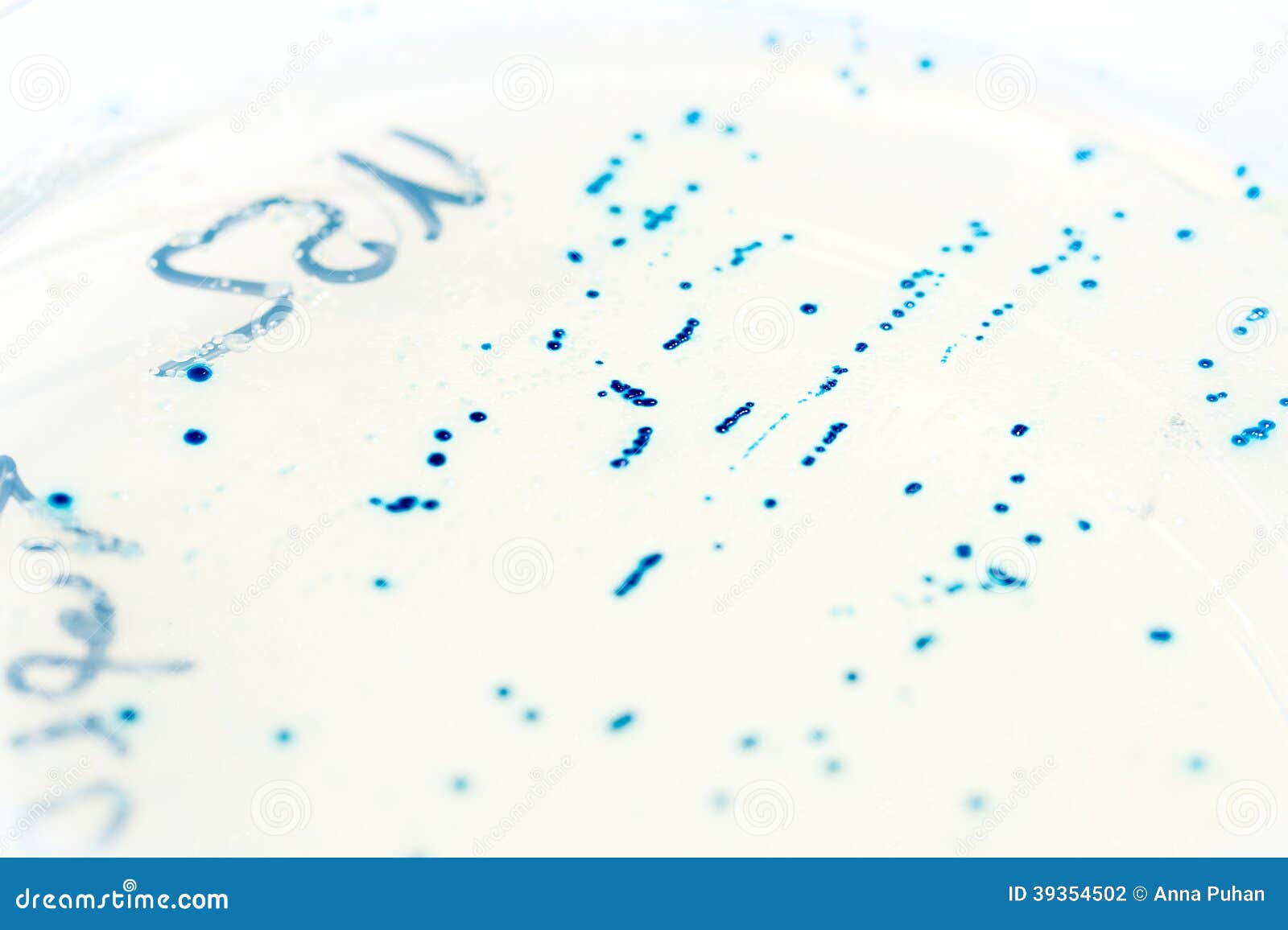 Agar Plate with Bacterial Colonies Stock Photo - Image of experiment ...