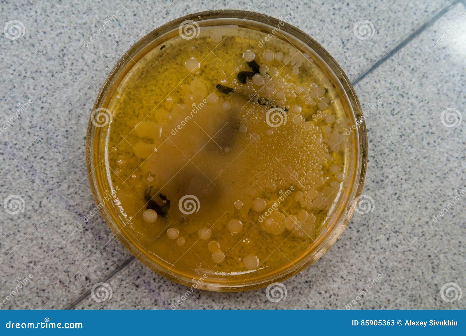 Agar Plate Full of Bacteria Stock Image - Image of clinical, biological ...
