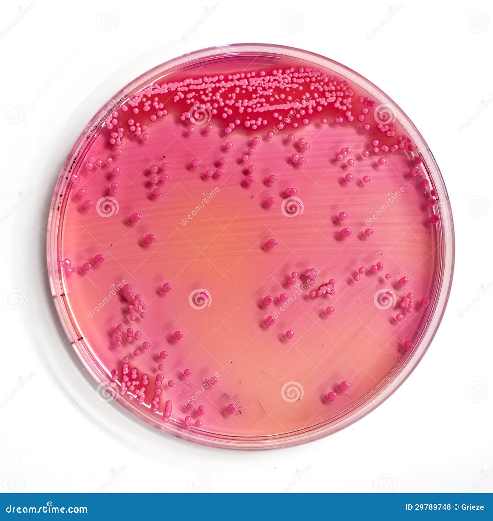 Micro Organisms Stock Photo | CartoonDealer.com #29789748