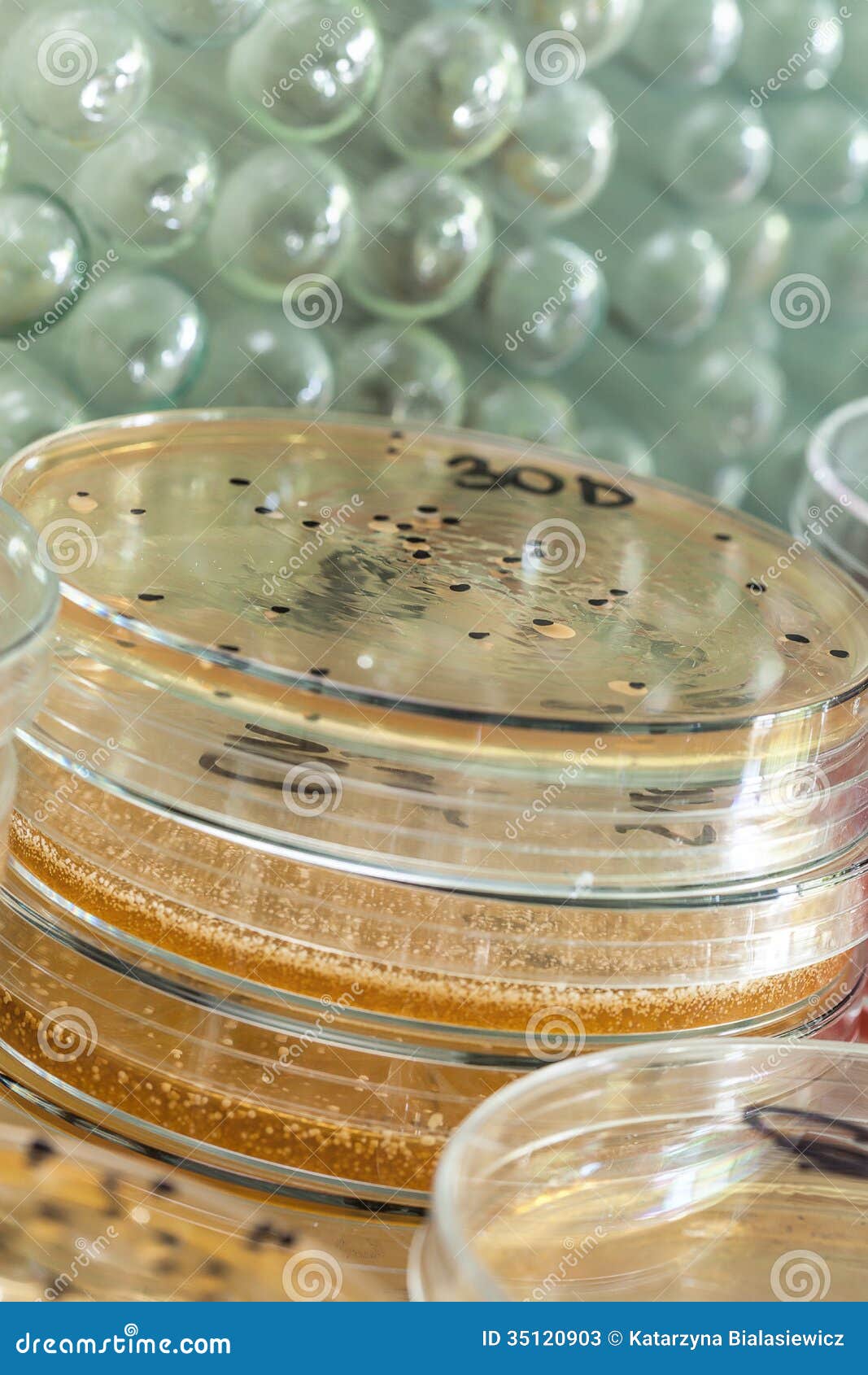 Agar Plate between Test Tubes Stock Image - Image of chemical ...