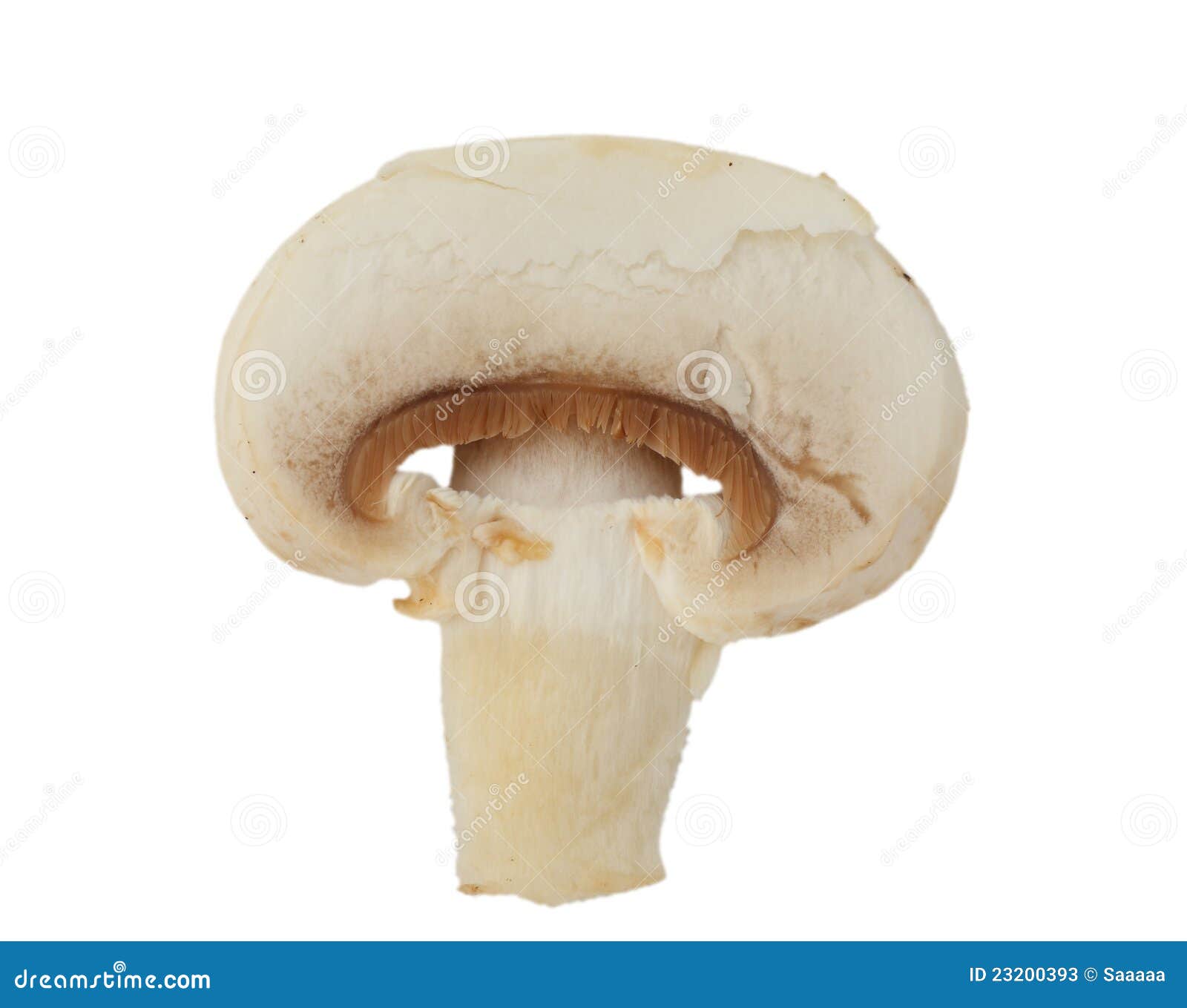 Agaricus bisporus imagem de stock. Imagem de fresco, ingrediente - 23200393 Agaricus bisporus imagem de stock. Imagem de fresco, ingrediente - 23200393