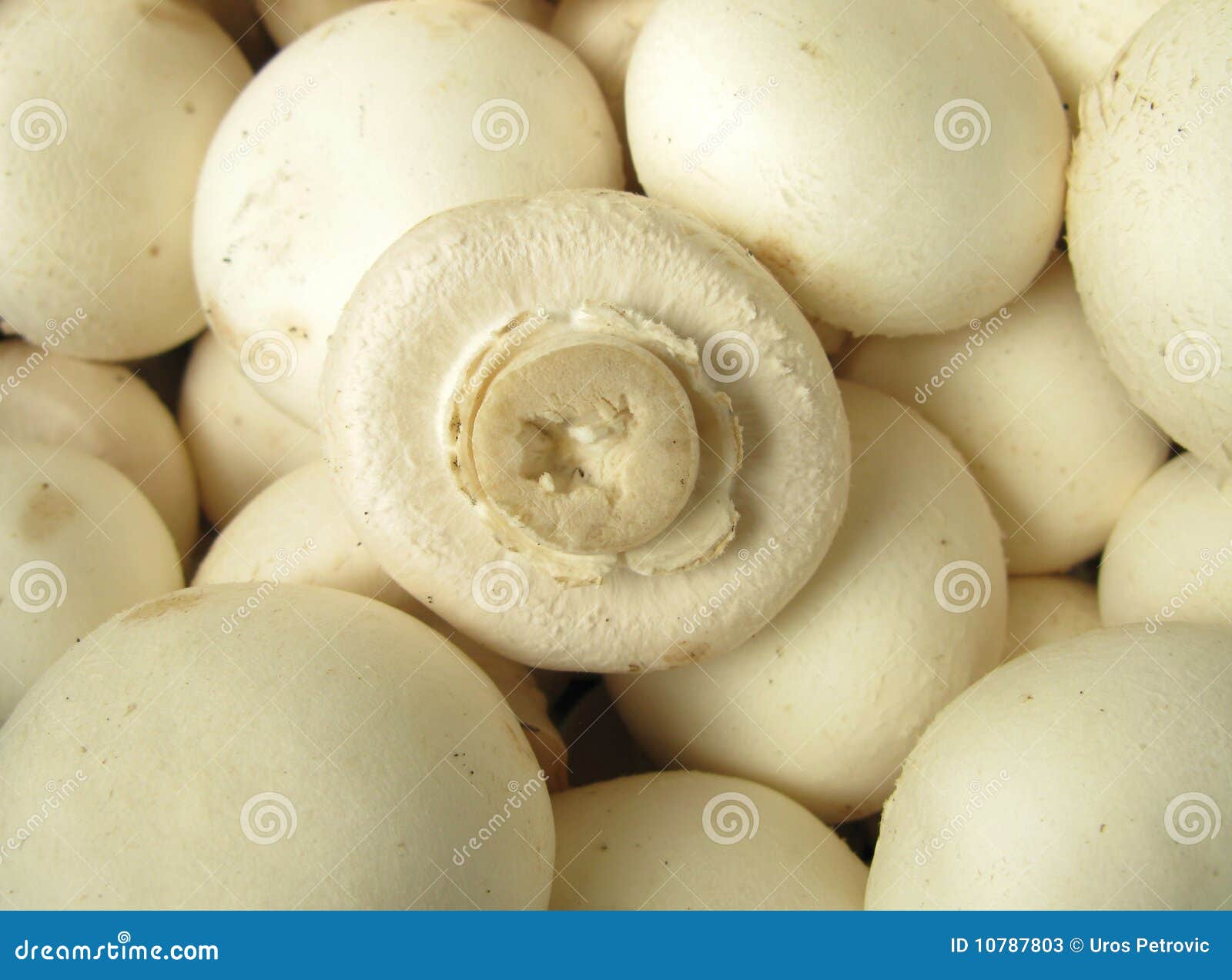 Agaricus Bisporus Mushrooms Stock Image | CartoonDealer.com #177767443