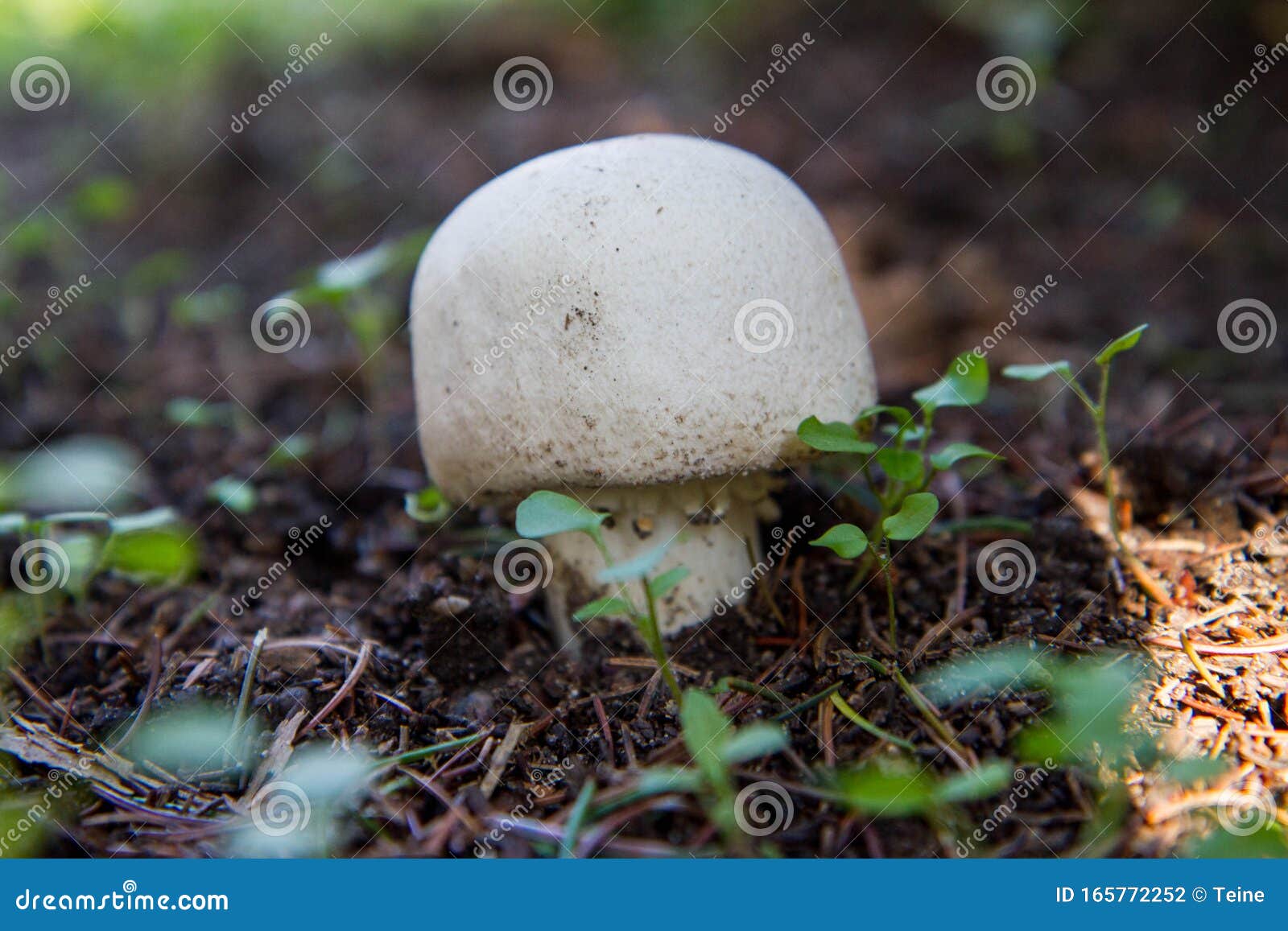 Agaricus mushroom stock photo. Image of delicacy, ingredient - 165772252