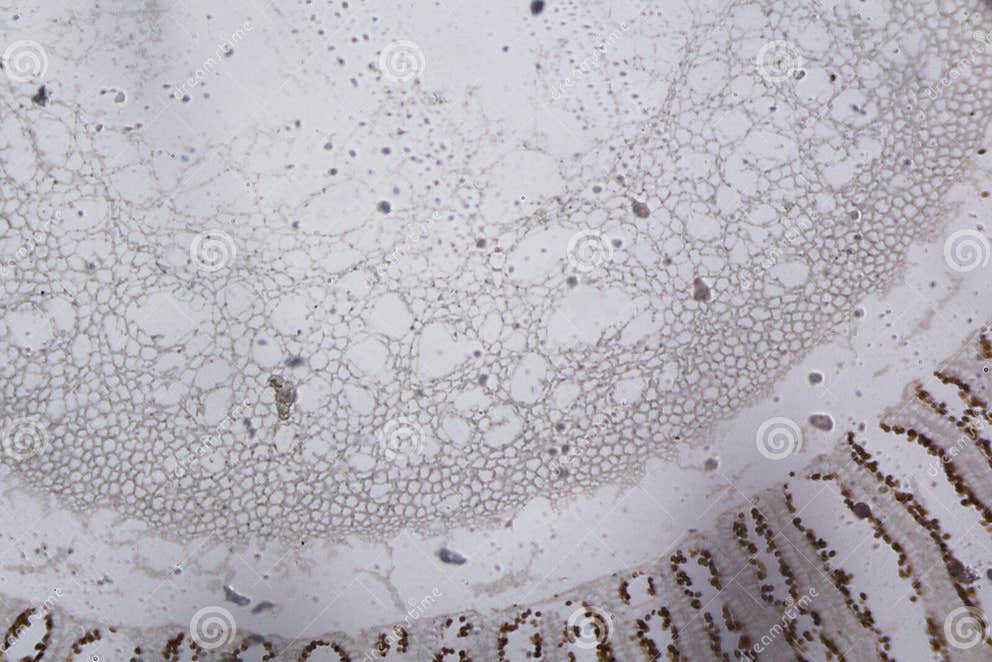 Agaricus Section Under the Microscope Stock Image - Image of fungi ...