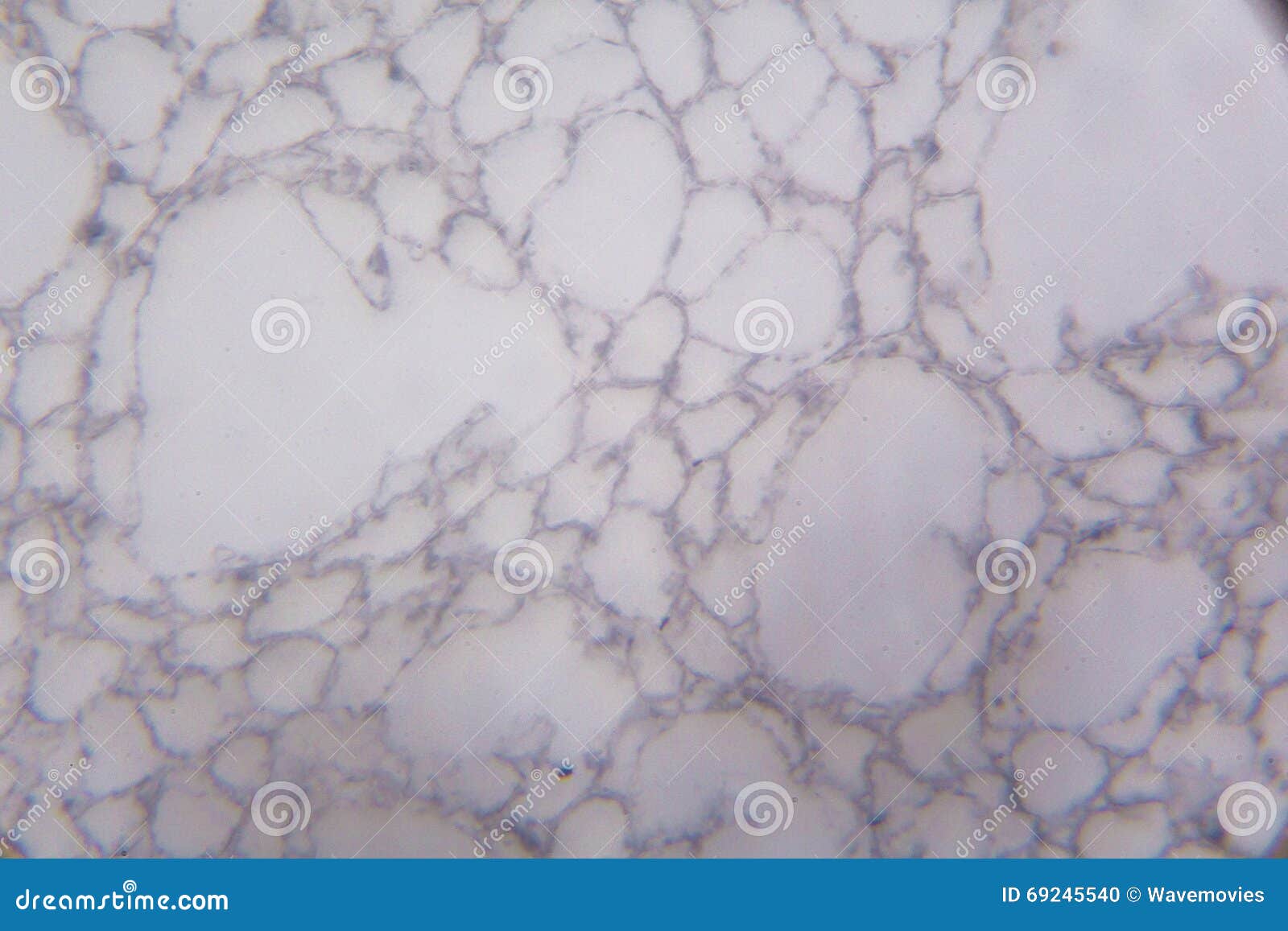 Agaricus Section Under the Microscope Stock Photo - Image of blend ...
