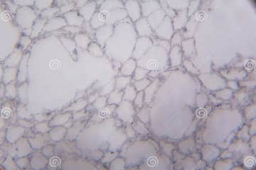 Agaricus Section Under the Microscope Stock Photo - Image of blend ...
