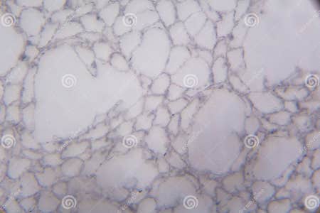 Agaricus Section Under the Microscope Stock Photo - Image of blend ...