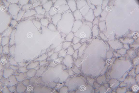 Agaricus Section Under the Microscope Stock Photo - Image of blend ...