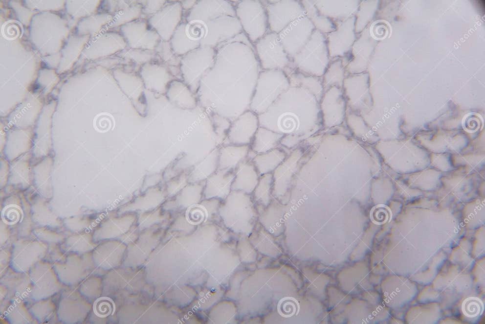 Agaricus Section Under the Microscope Stock Photo - Image of blend ...