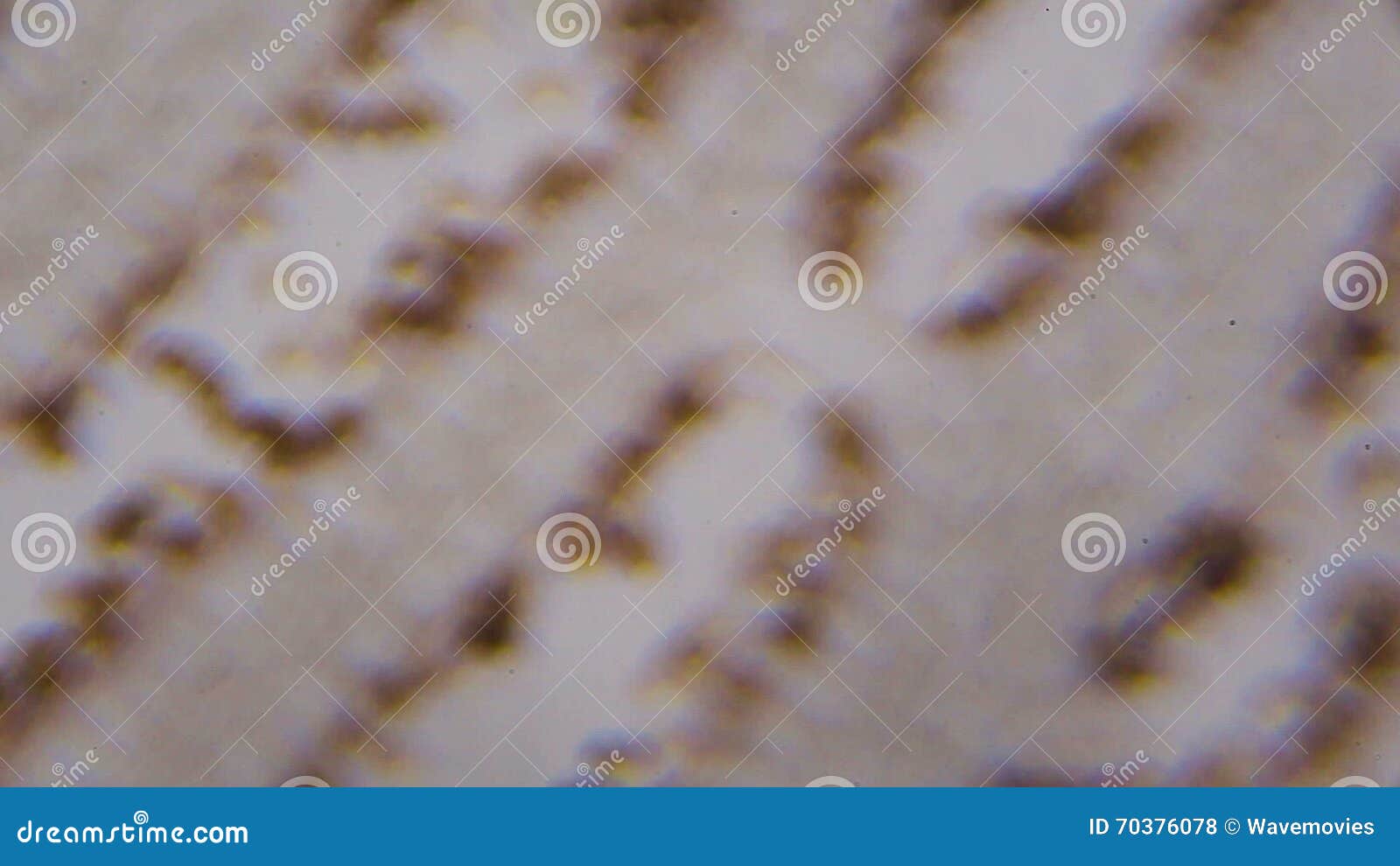 Agaricus Section Under the Microscope Stock Footage - Video of ...