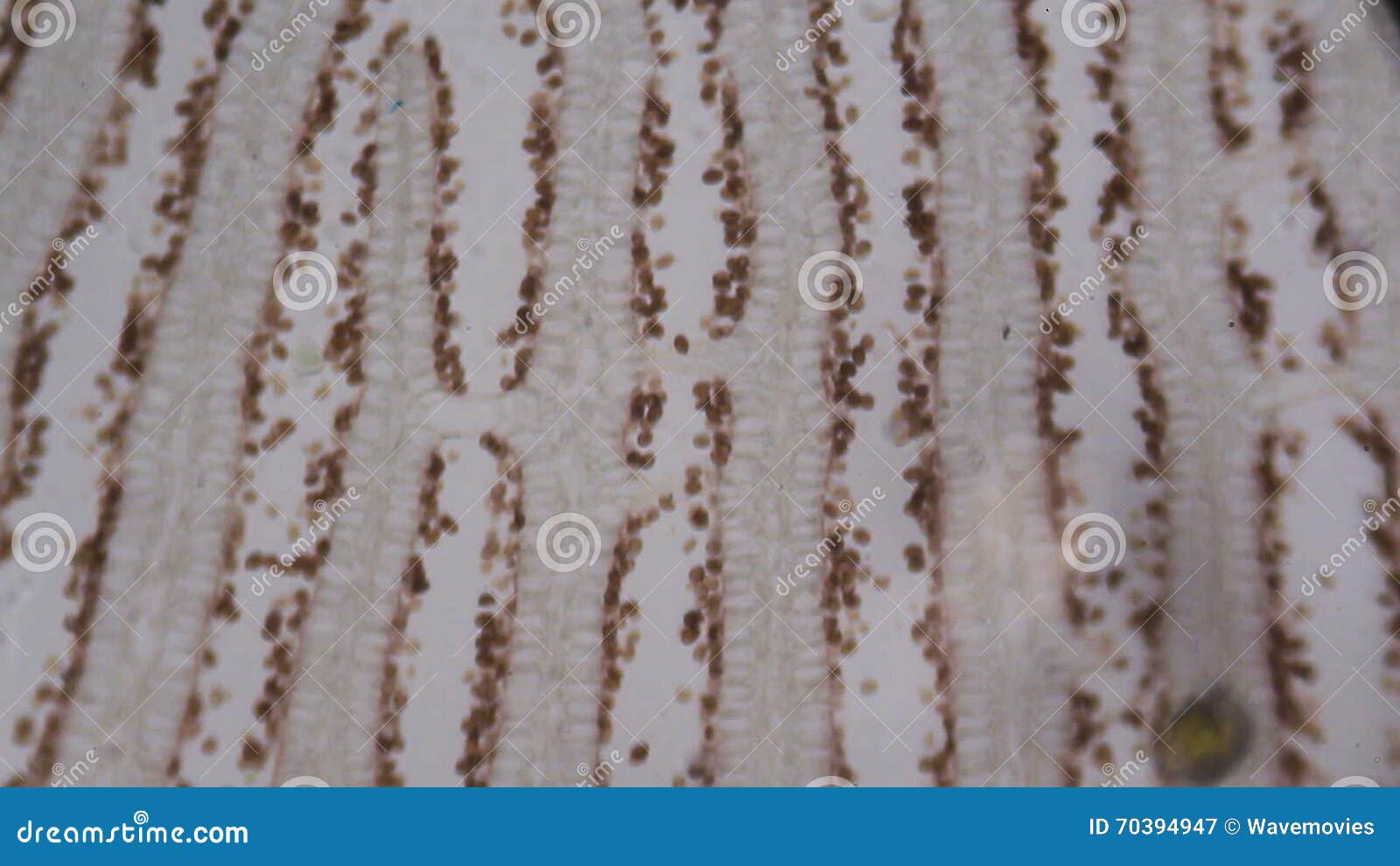 Agaricus Gill Microscope