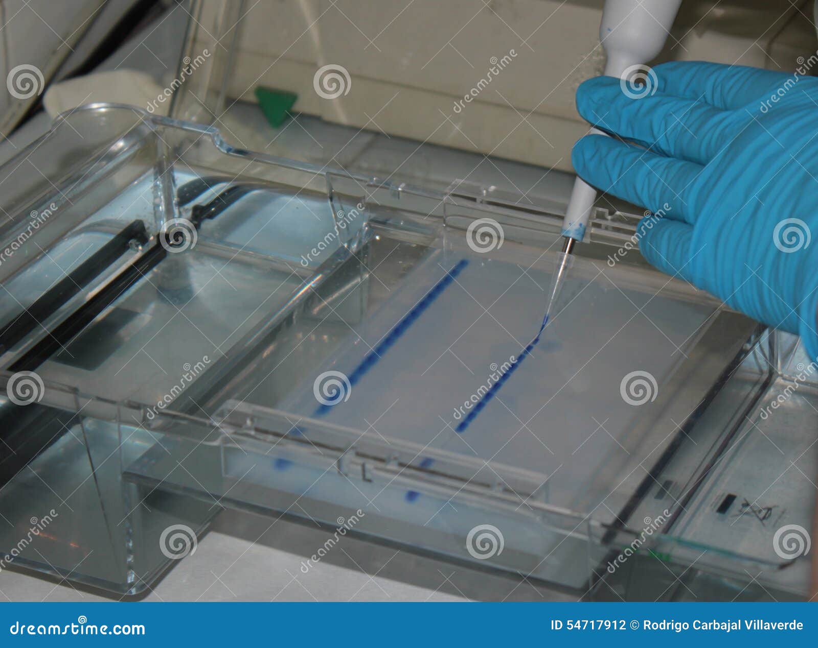 DNA test in agarose gel stock photo. Image of medical - 54717912