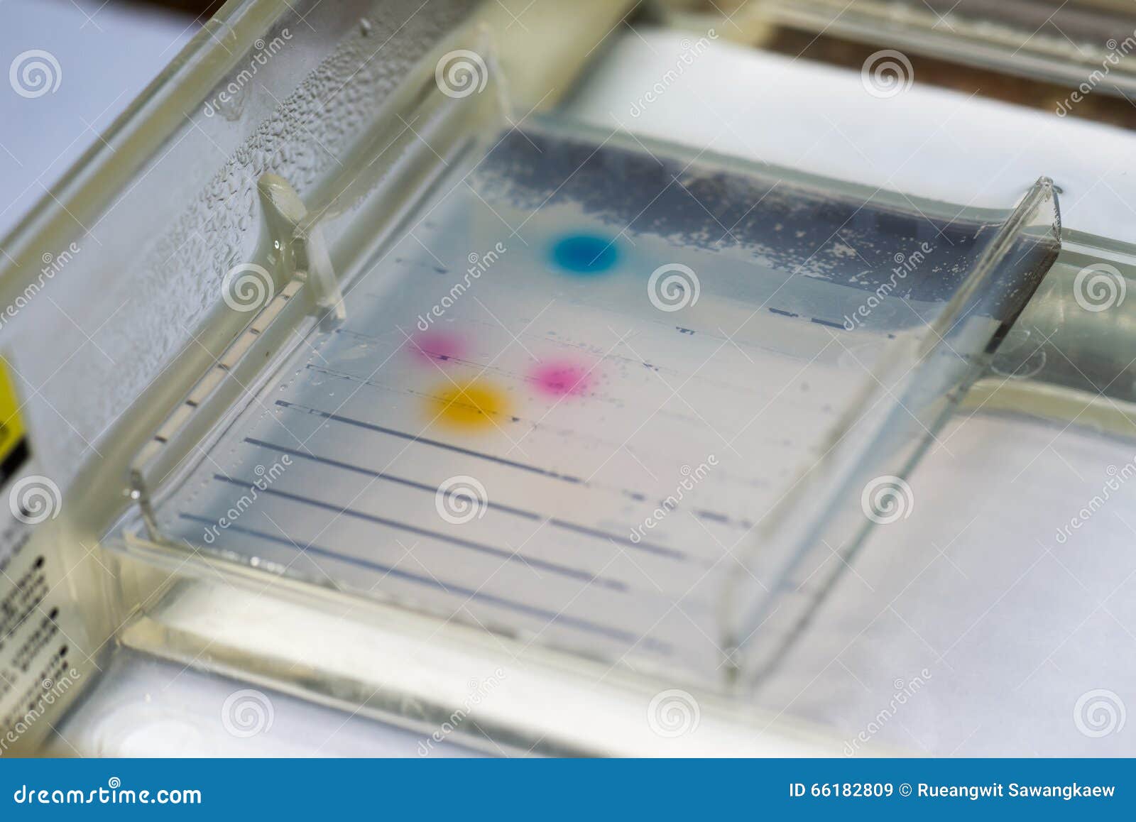 Agarose Gel Electrophoresis Stock Image - Image of genetic, medicine ...