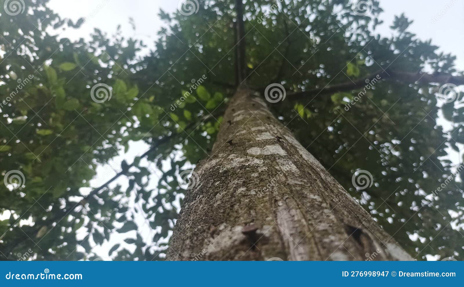 Gaharu Tree for Perfume Making Stock Image - Image of natural ...