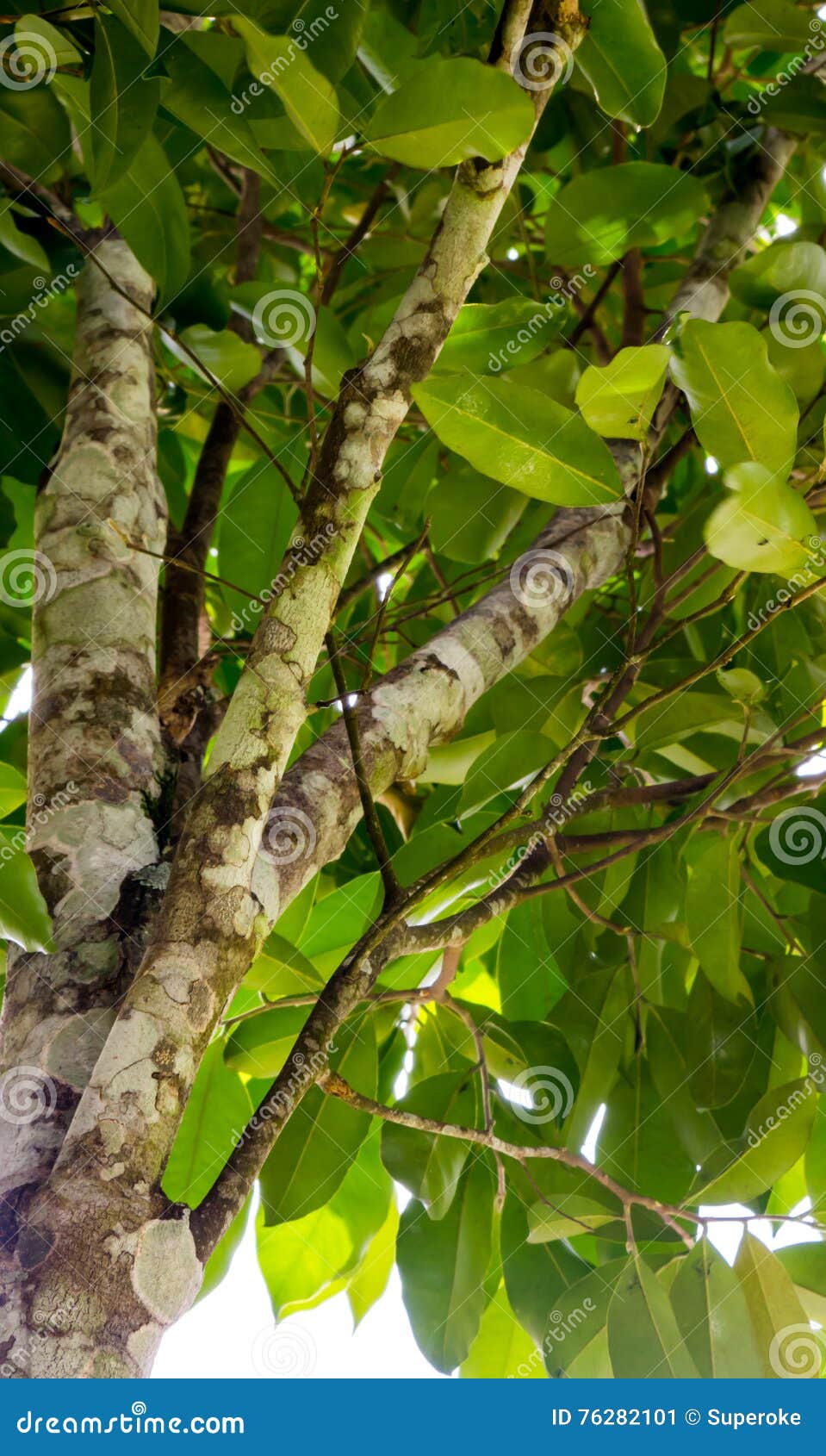 The Old Oil From The Agarwood Tree. Indian Concentrated Perfume. Stock ...