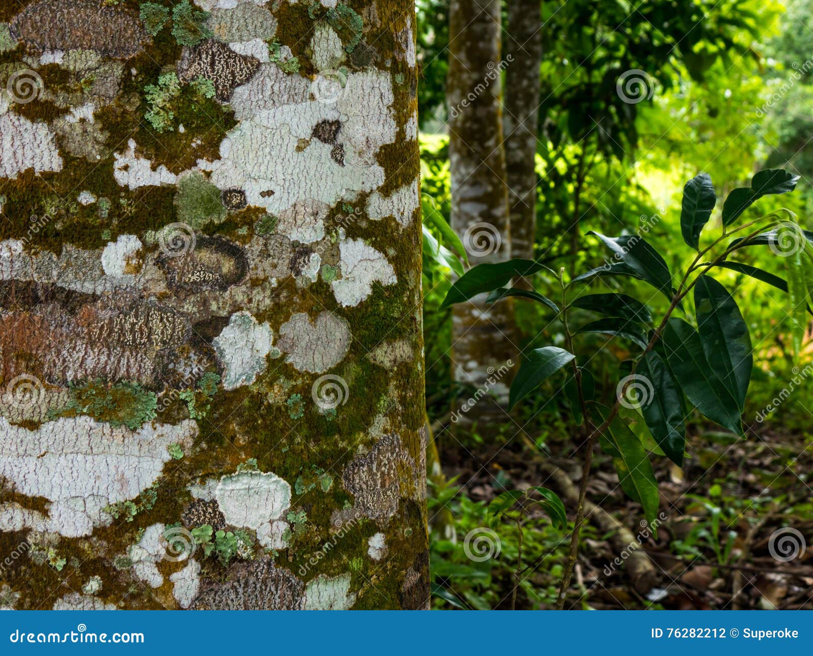425 Agarwood Tree Photos - Free & Royalty-Free Stock Photos from Dreamstime