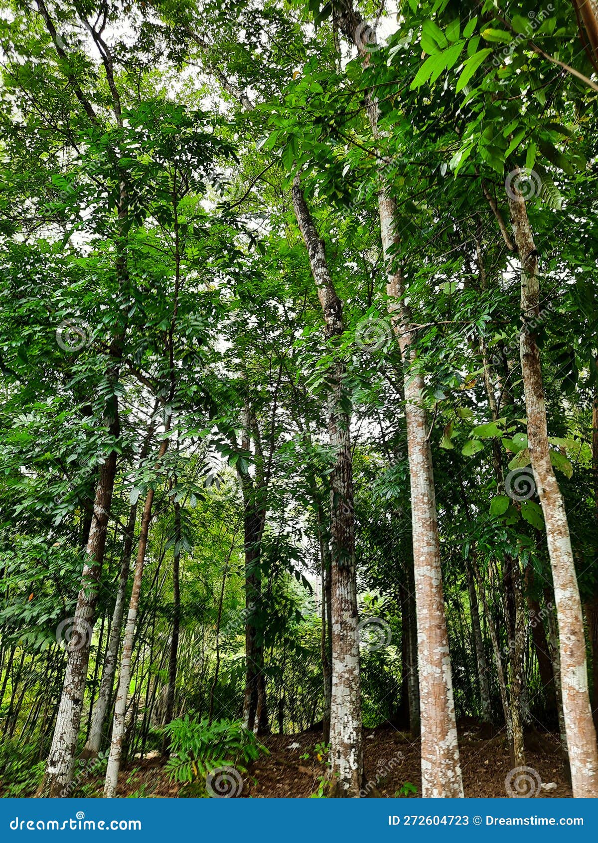 Agarwood trees stock image. Image of sunlight, deciduous - 272604723