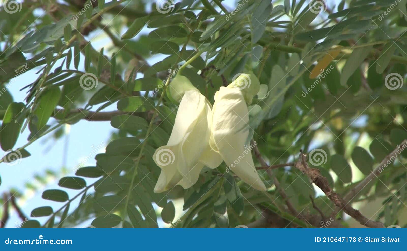Agasta in garden stock footage. Video of humming, botanical - 210647178