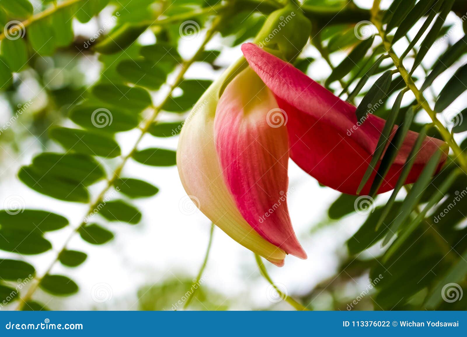 Agasta,Sesban,Red Flowers Fresh from the Beginning Stock Photo - Image ...