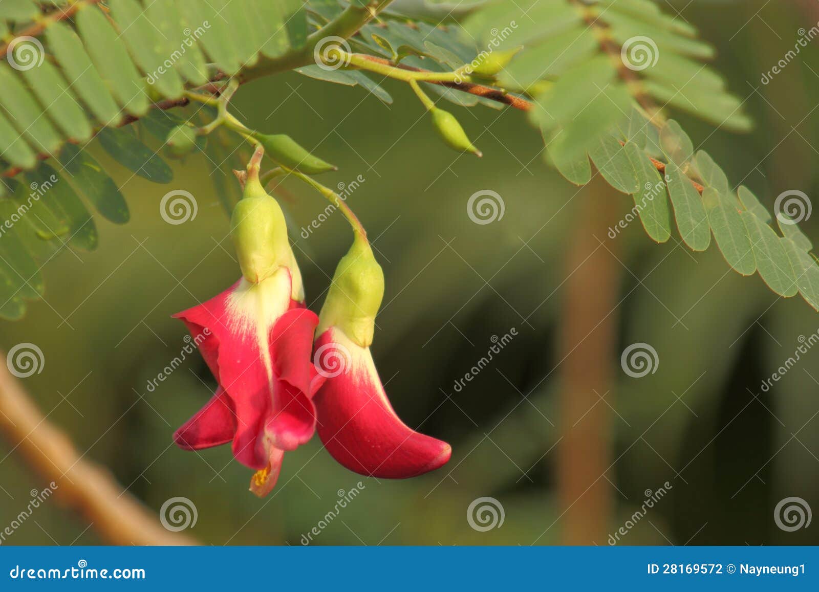 Agasta / Vegetable Humming Bird Stock Photo - Image of beauty, bird ...