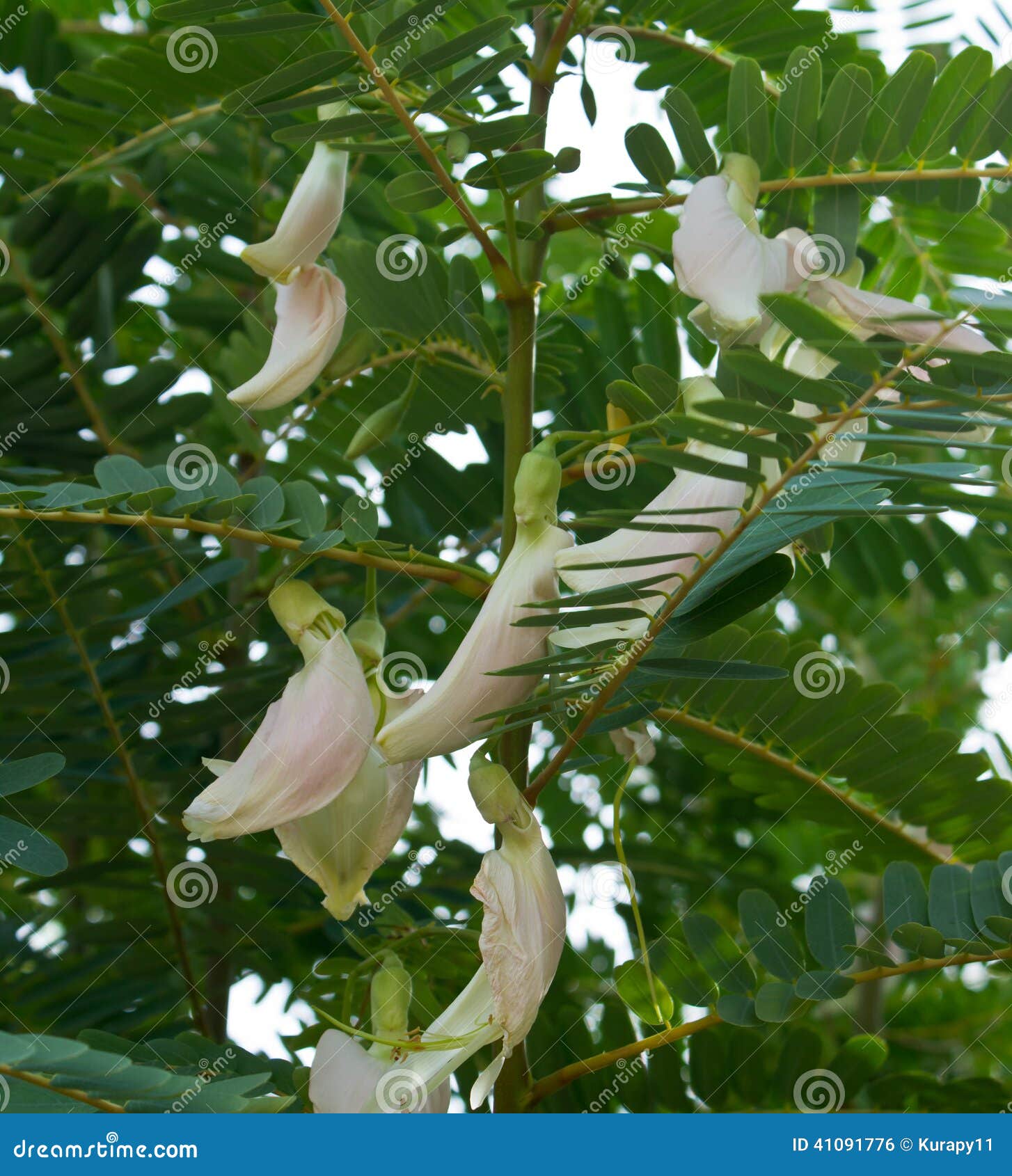 Agasta stock photo. Image of thailand, nature, wood, white - 41091776