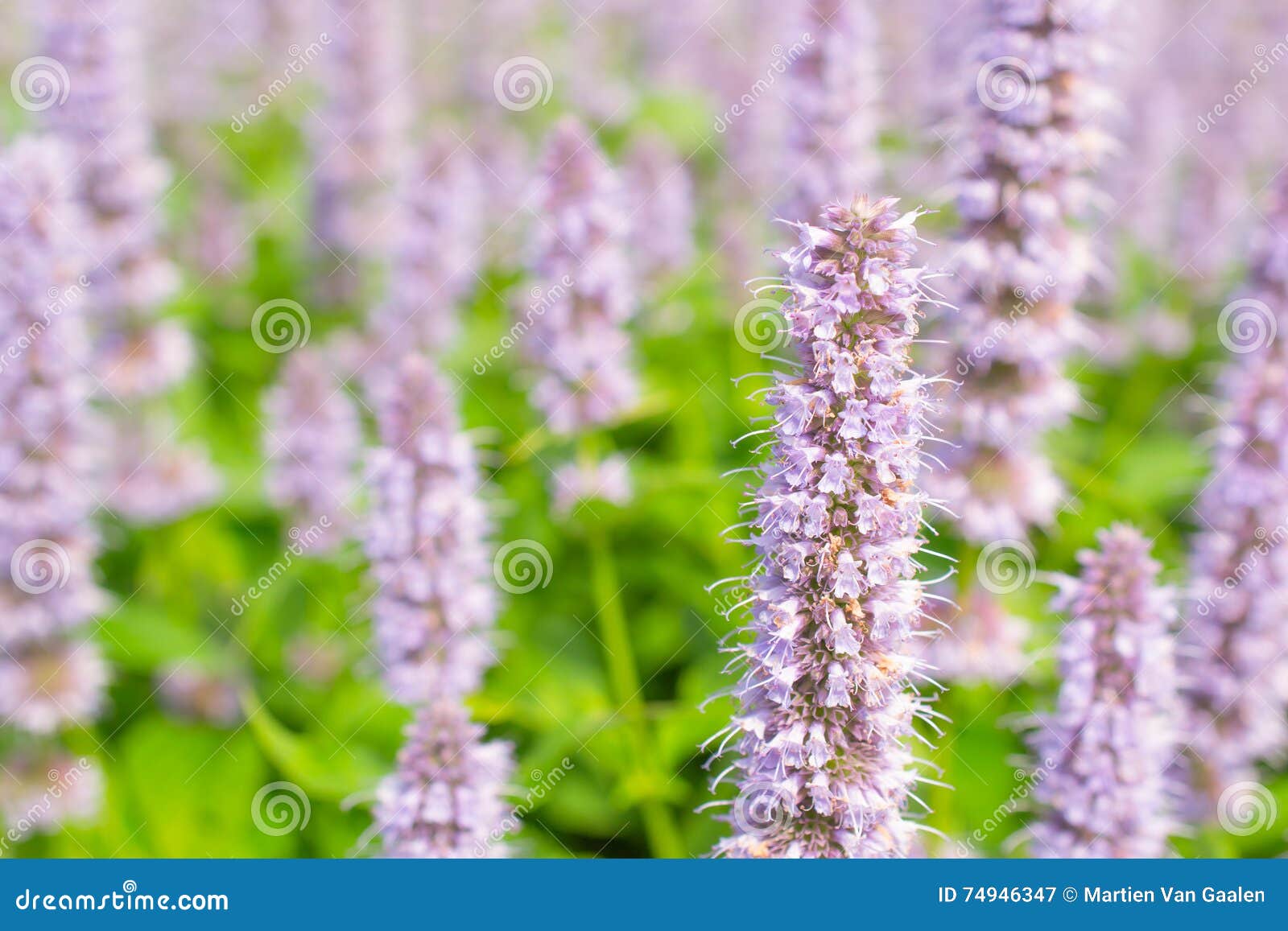 Agastache Blue Fortune. stock image. Image of colorful - 74946347